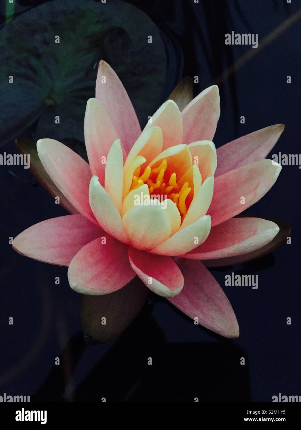 Lily flower in a pond Stock Photo - Alamy