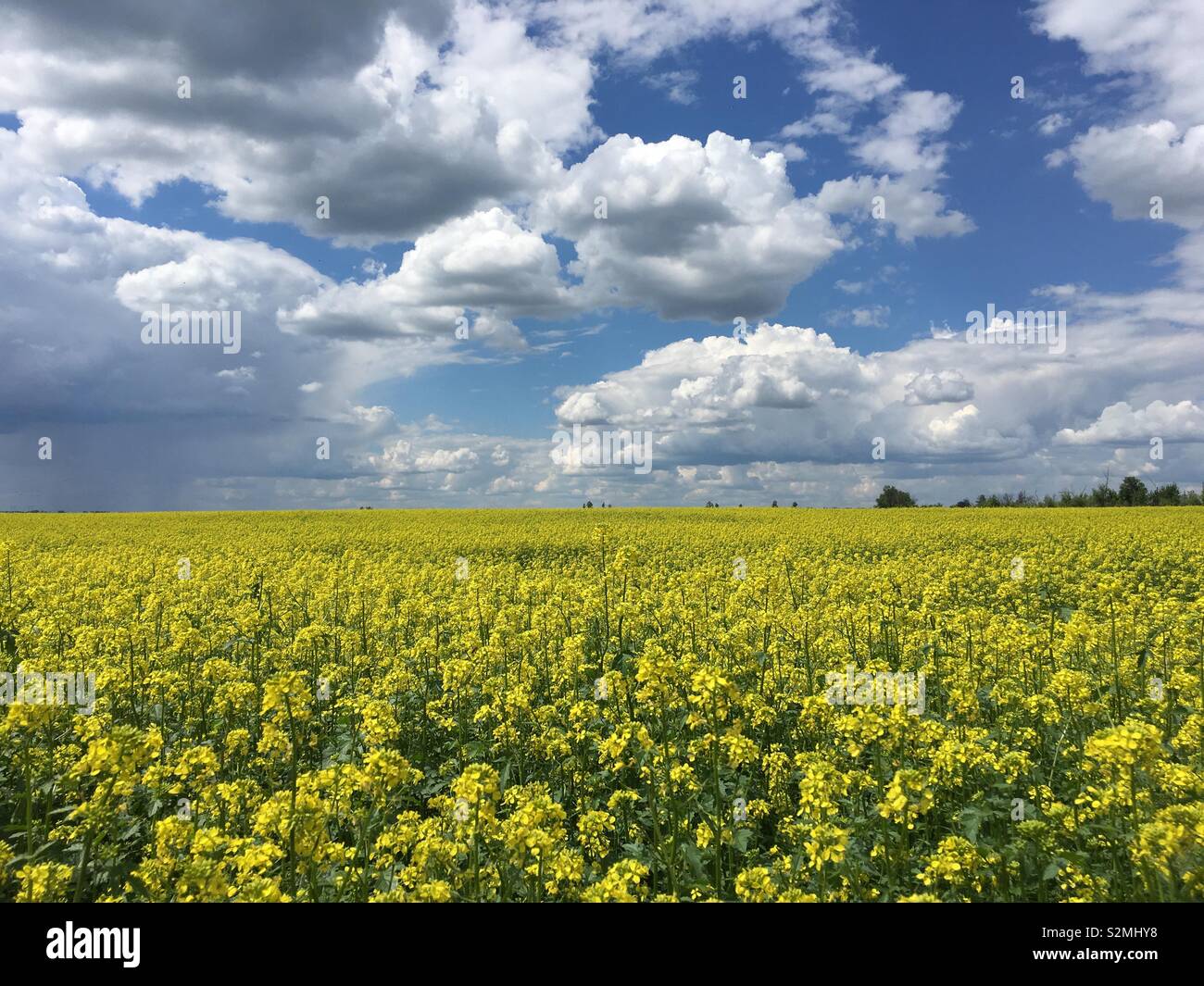 Yellow colza field Stock Photo - Alamy