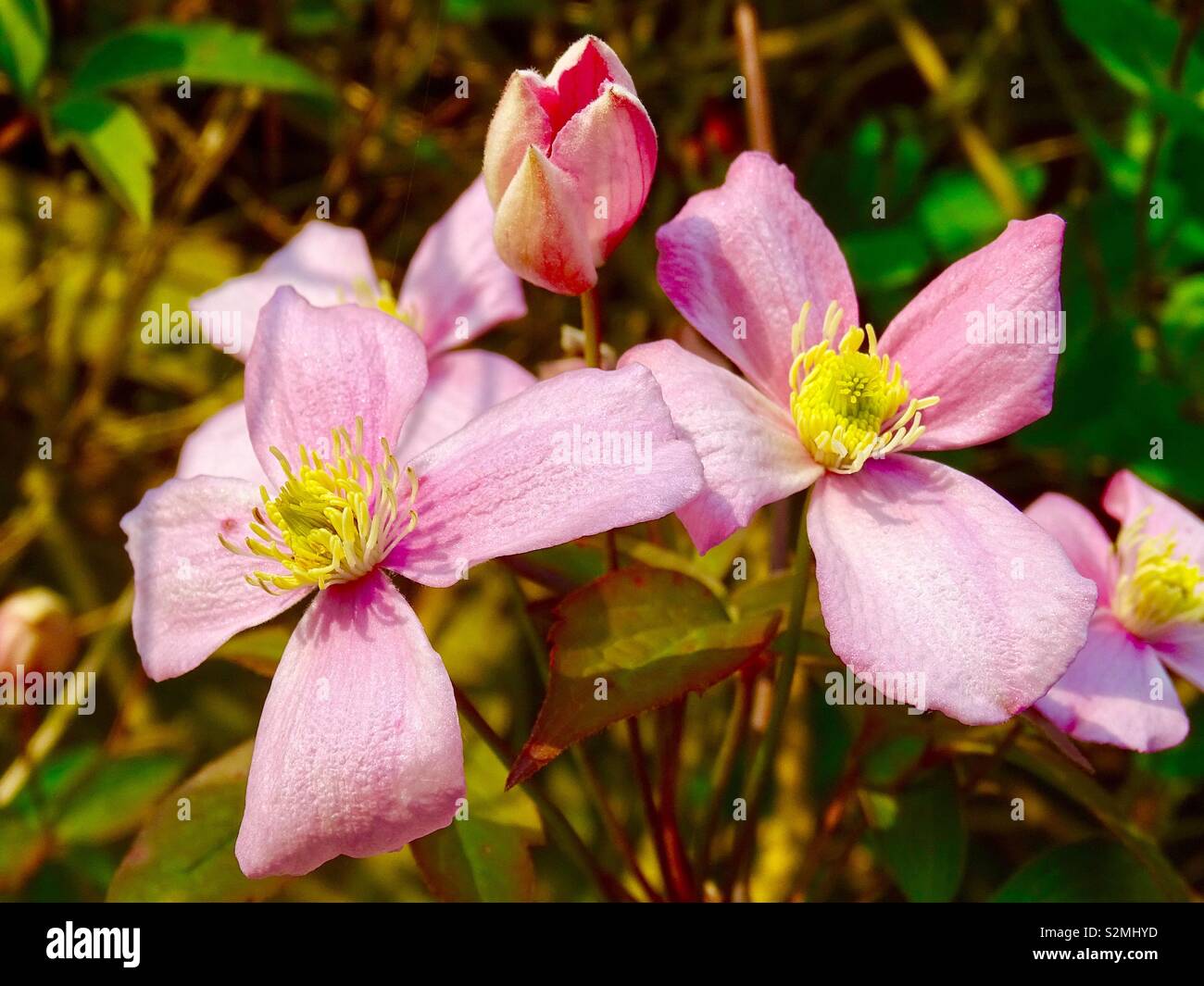 Pink clematis flowers hi-res stock photography and images - Alamy