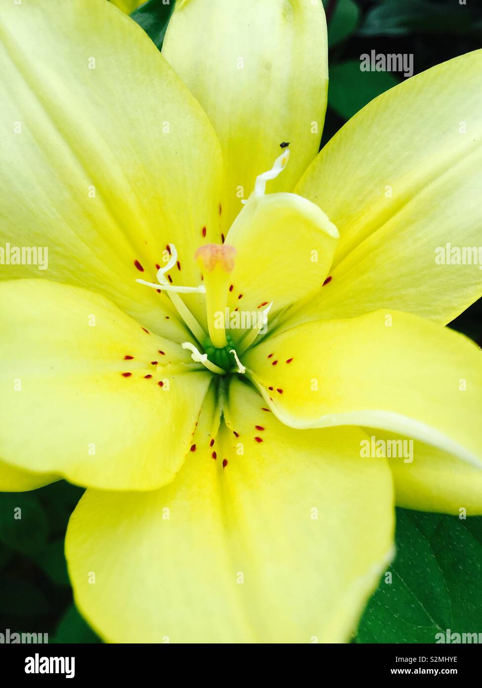 Lily flower portrait photo Stock Photo - Alamy