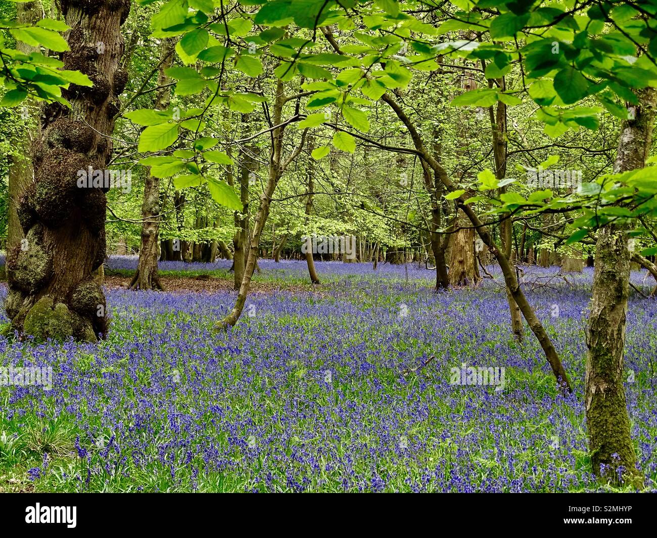 Ashridge Forest High Resolution Stock Photography and Images - Alamy