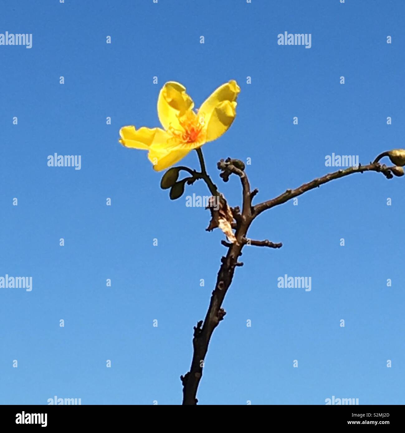 Kapok flower hi-res stock photography and images - Alamy