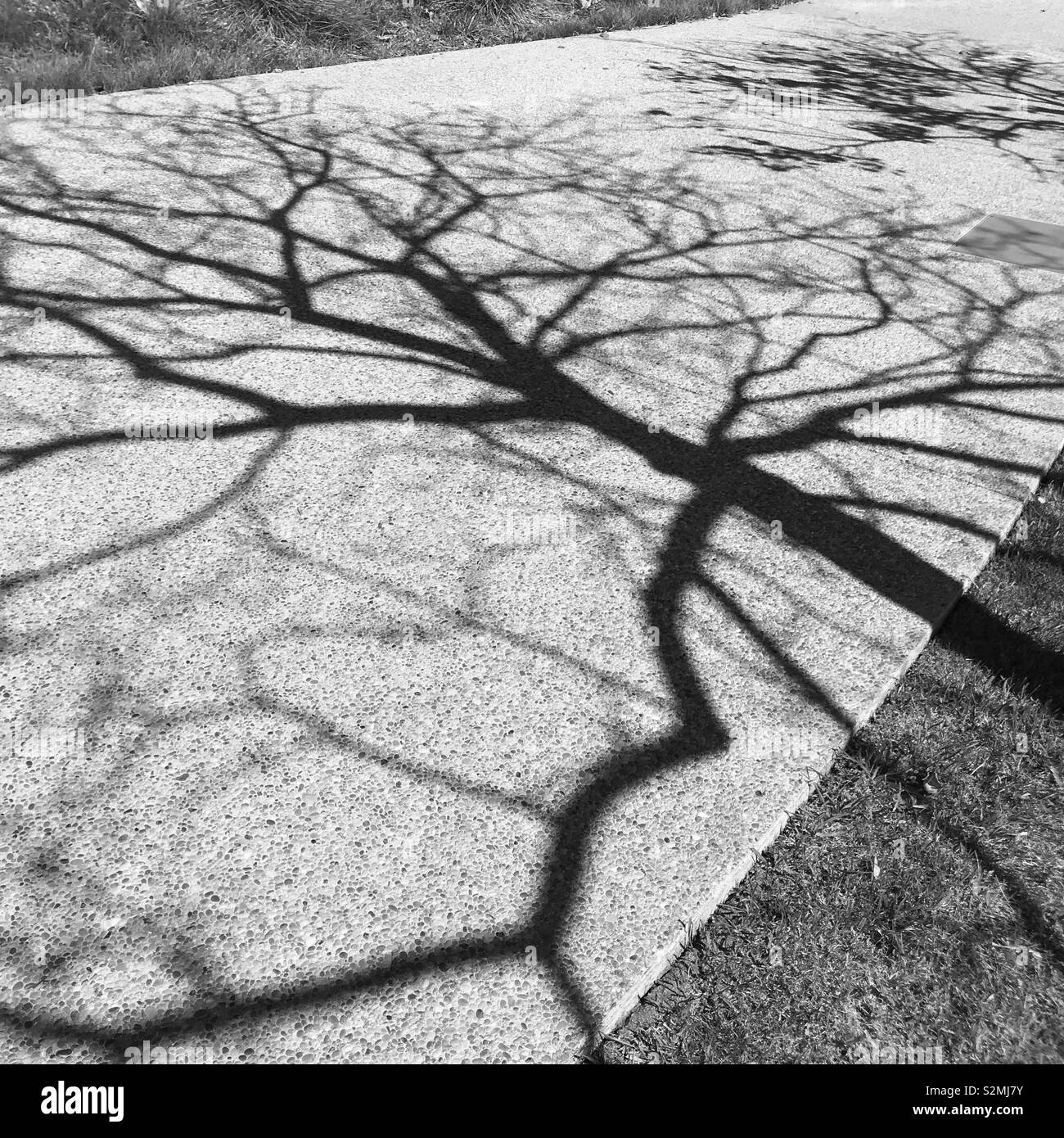 Shadows by branches hi-res stock photography and images - Alamy