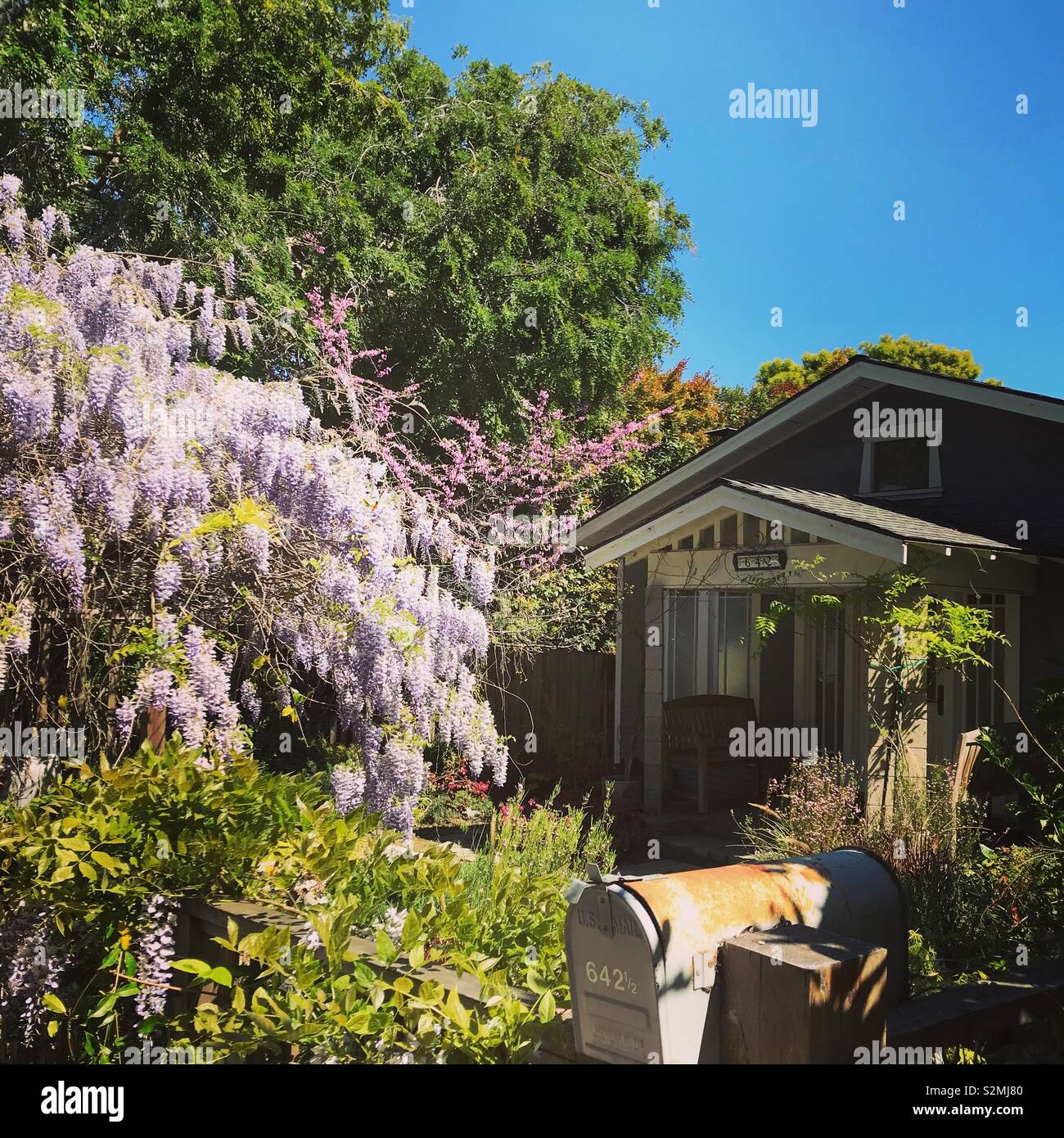 Wisteria & Cottage Stock Photo - Alamy