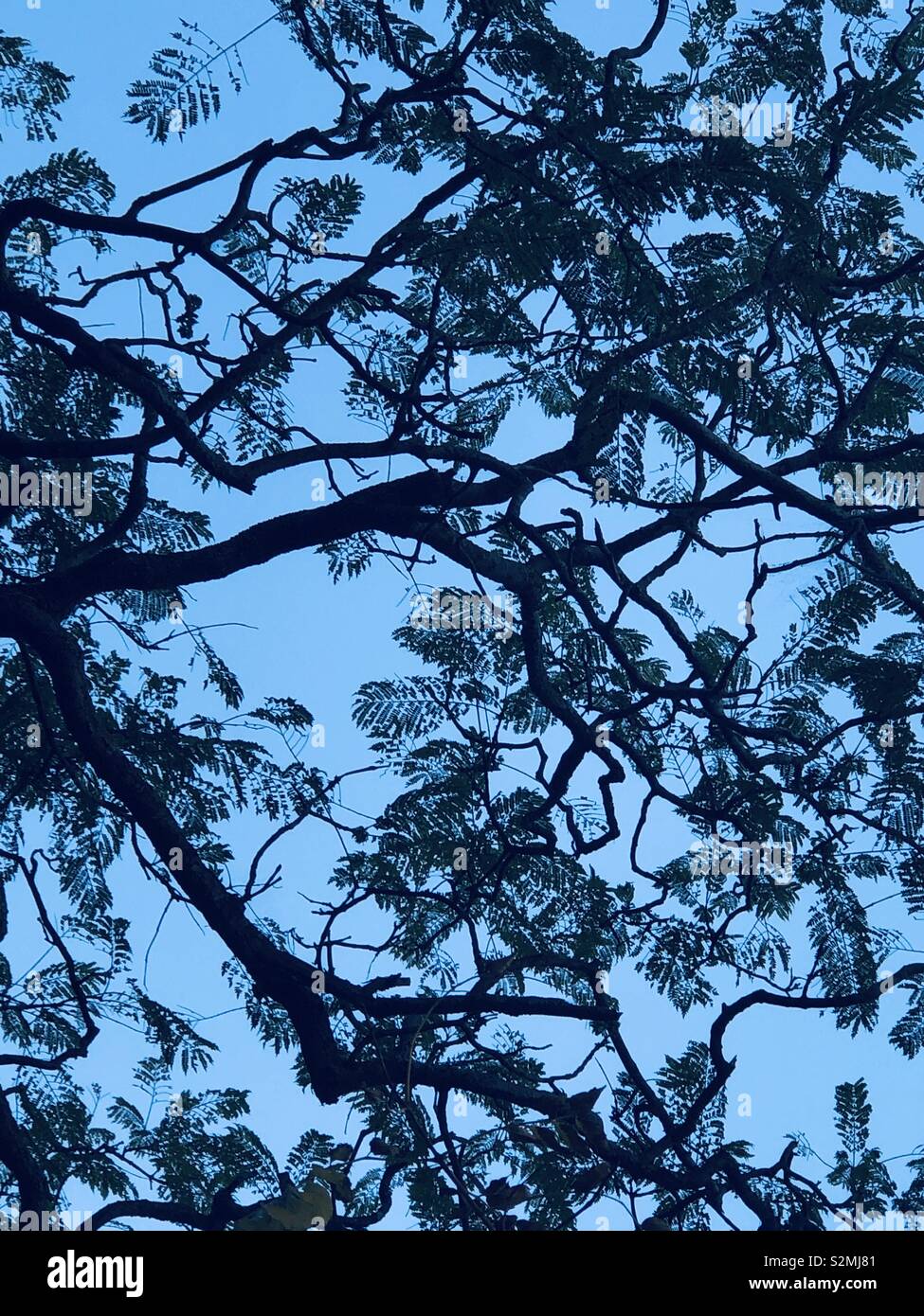 Upwards to the sky, view through a sparse tree Stock Photo - Alamy