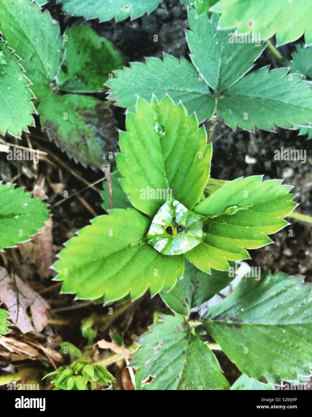 Puddled hi-res stock photography and images - Alamy