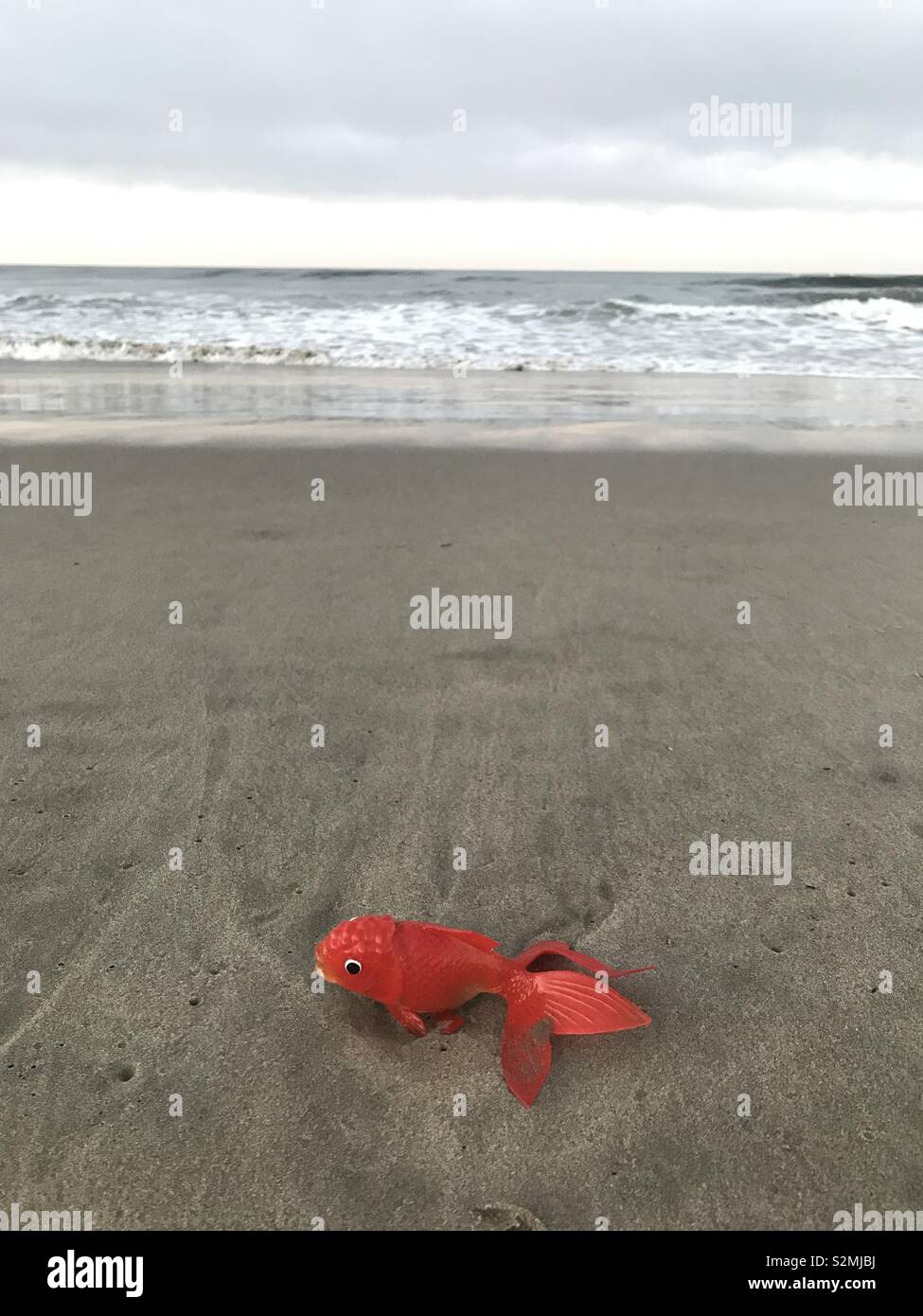 Fish out of the water Stock Photo - Alamy