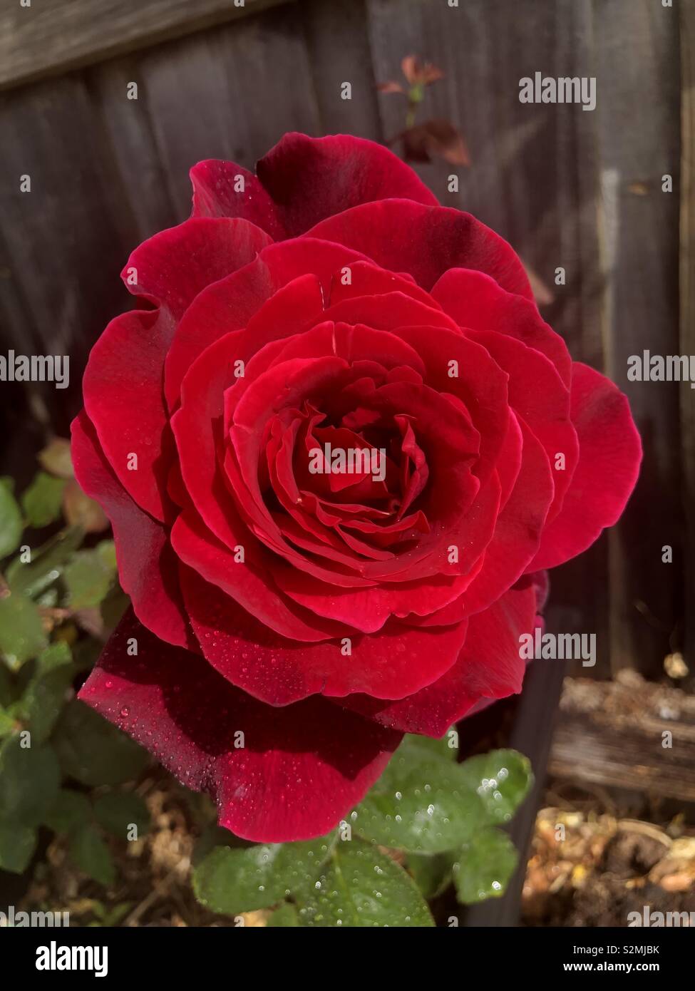 Mr lincoln rose hi-res stock photography and images - Alamy