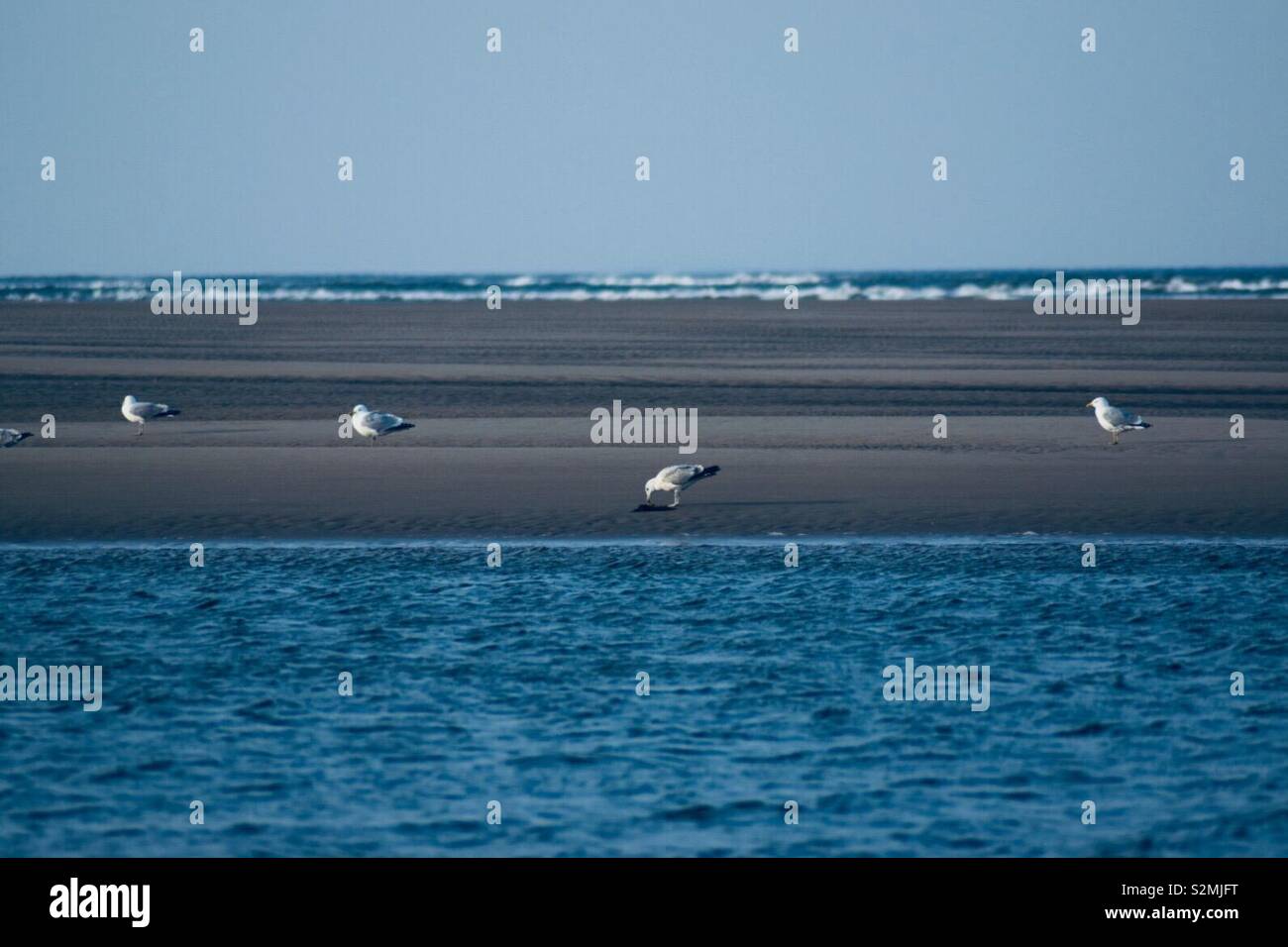 Sea birds on the beach Stock Photo - Alamy