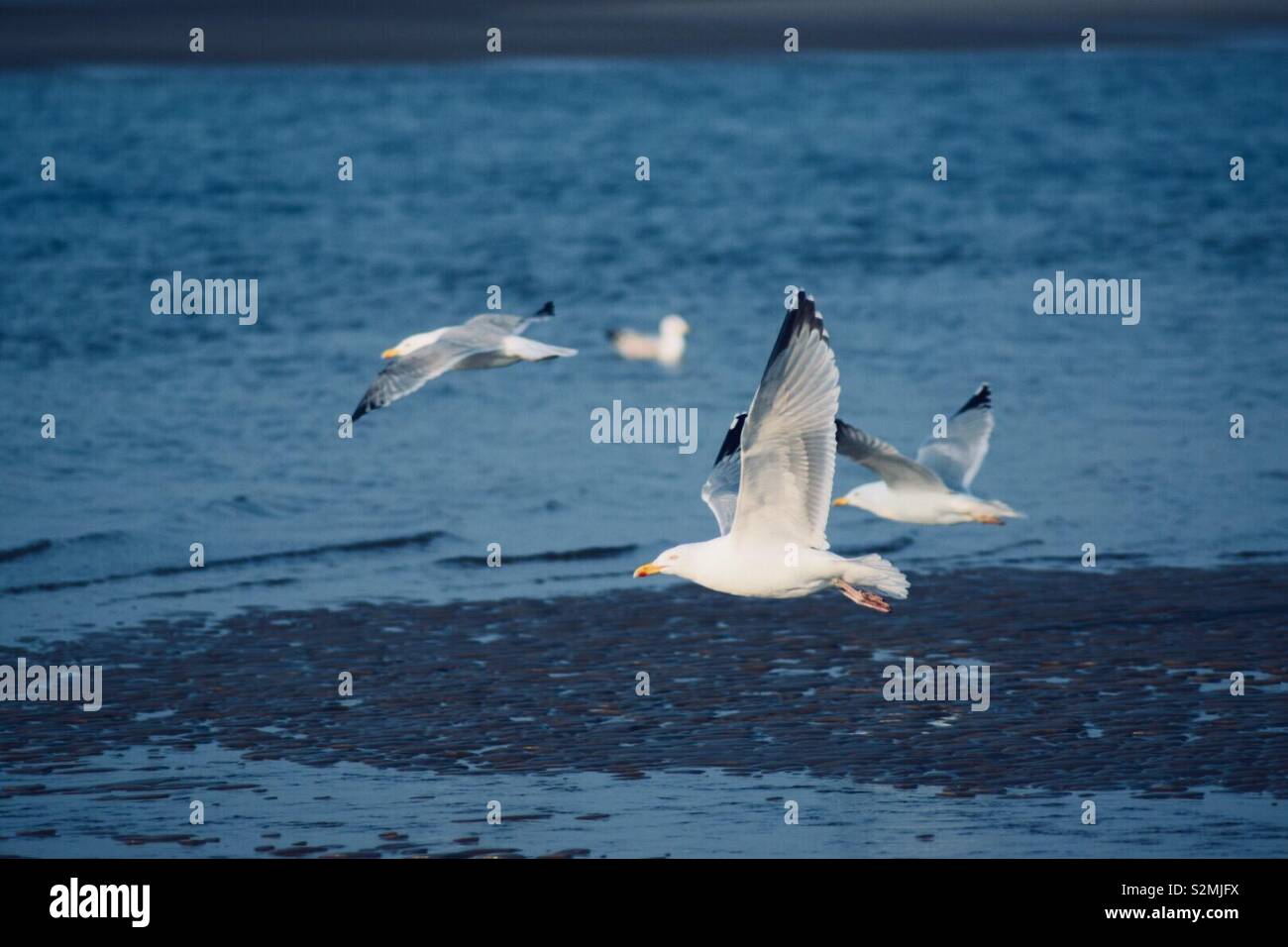 Sea birds hi-res stock photography and images - Alamy