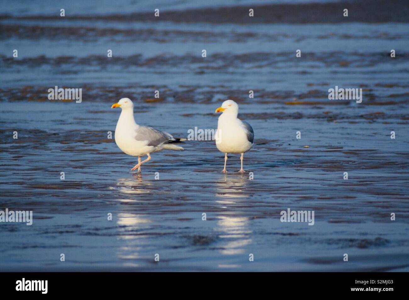 Sea birds wading on the beach Stock Photo - Alamy