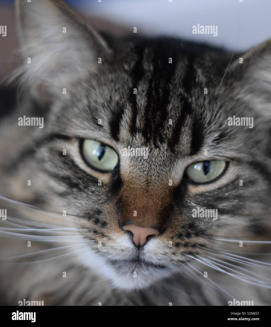 Monkey, adult Maine Coon cat face shot Stock Photo - Alamy