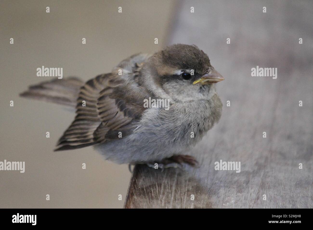Der spatz hi-res stock photography and images - Alamy