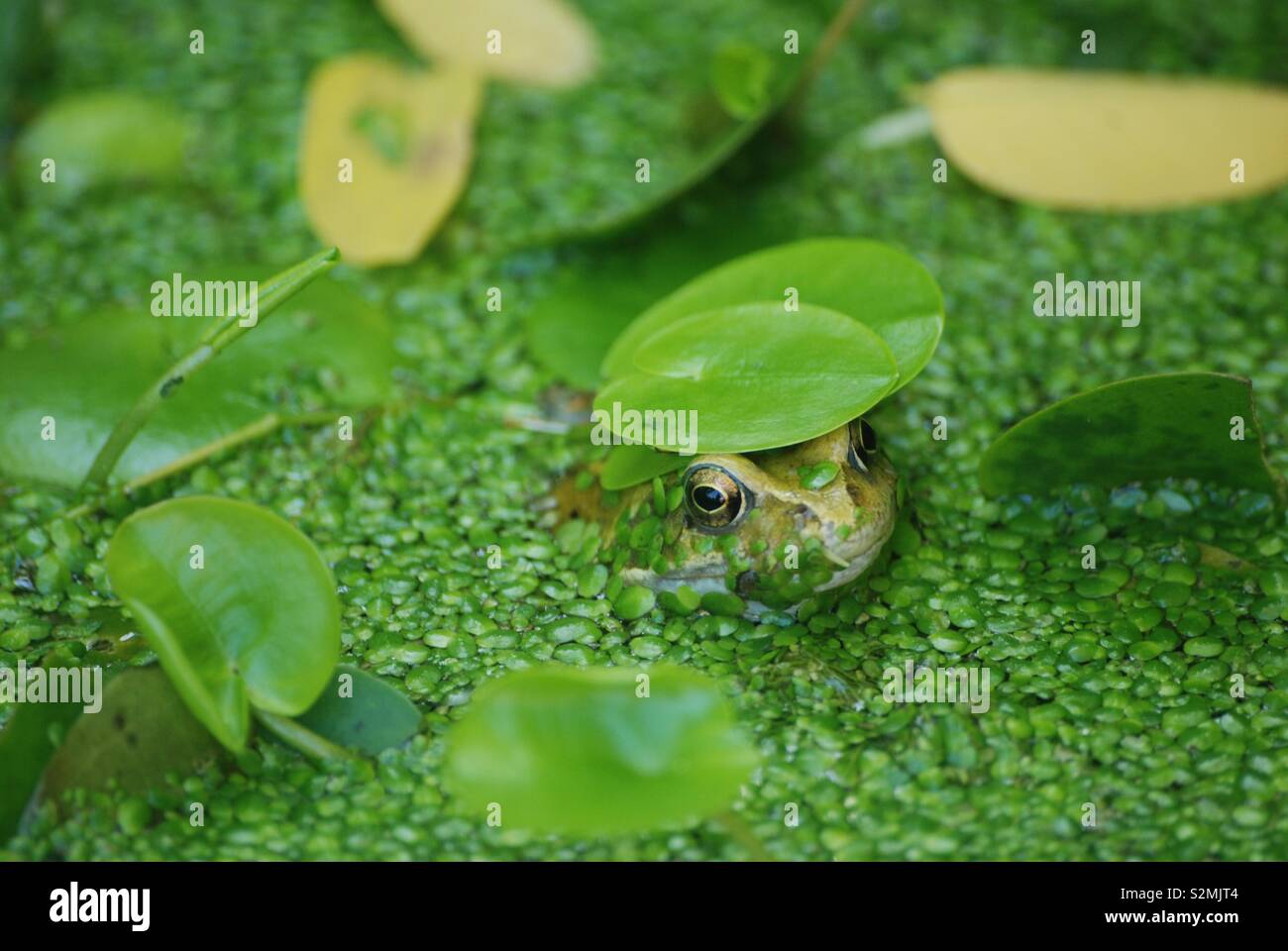 Frog in garden pond Stock Photo - Alamy