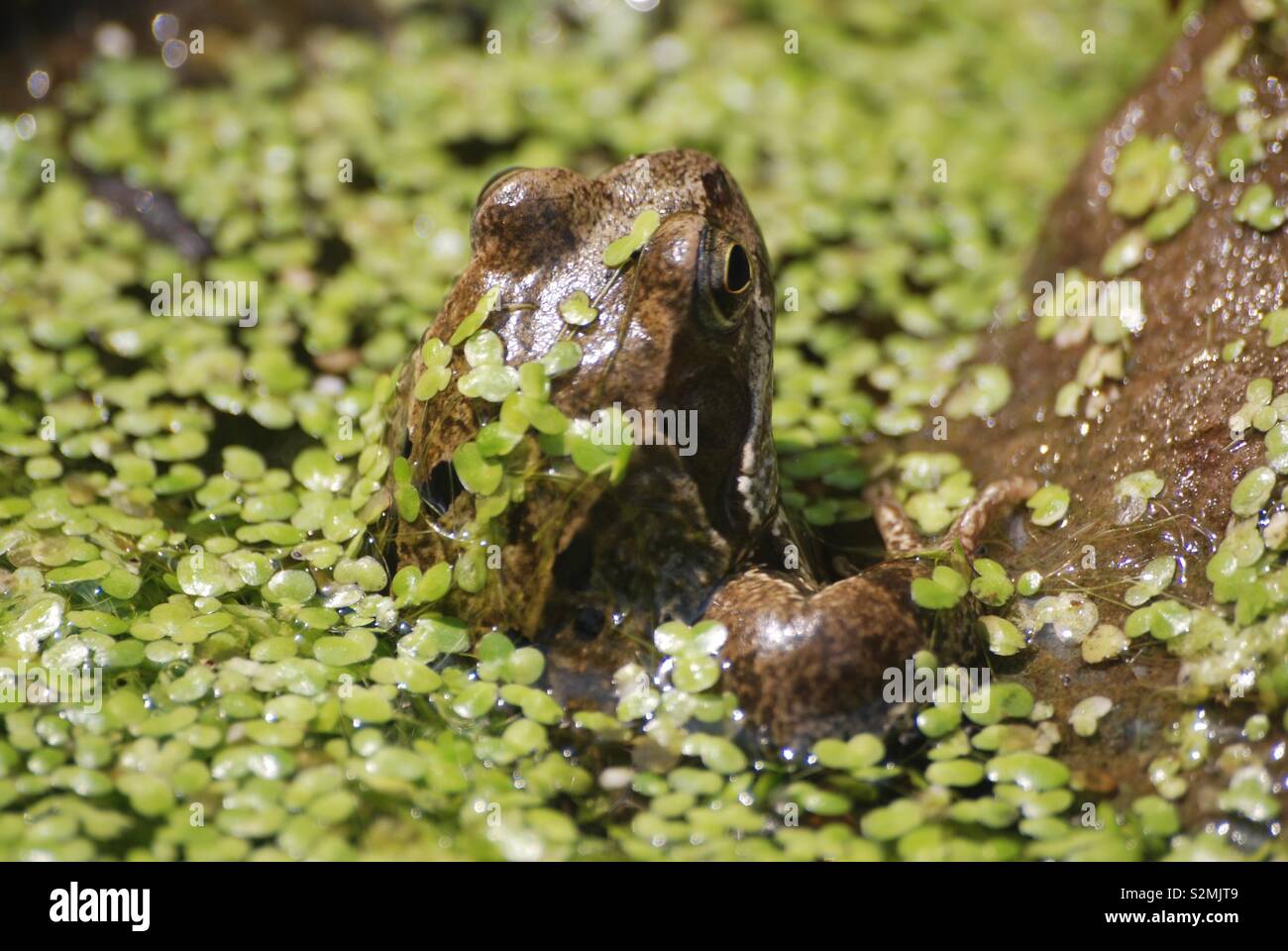 Frog in garden pond Stock Photo - Alamy