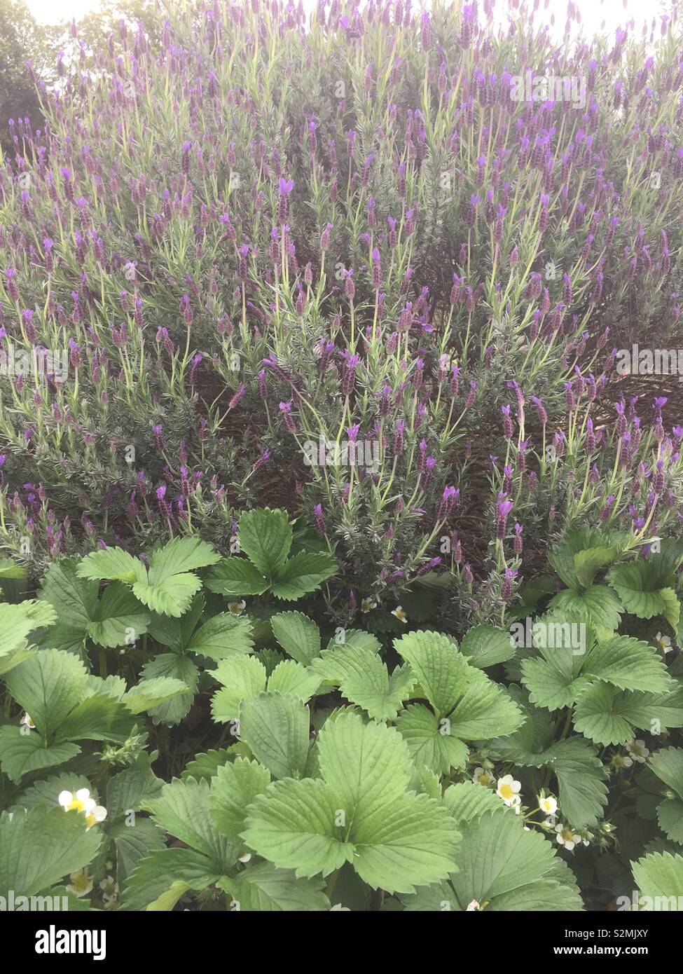 Lavender with strawberry plants hi-res stock photography and images - Alamy