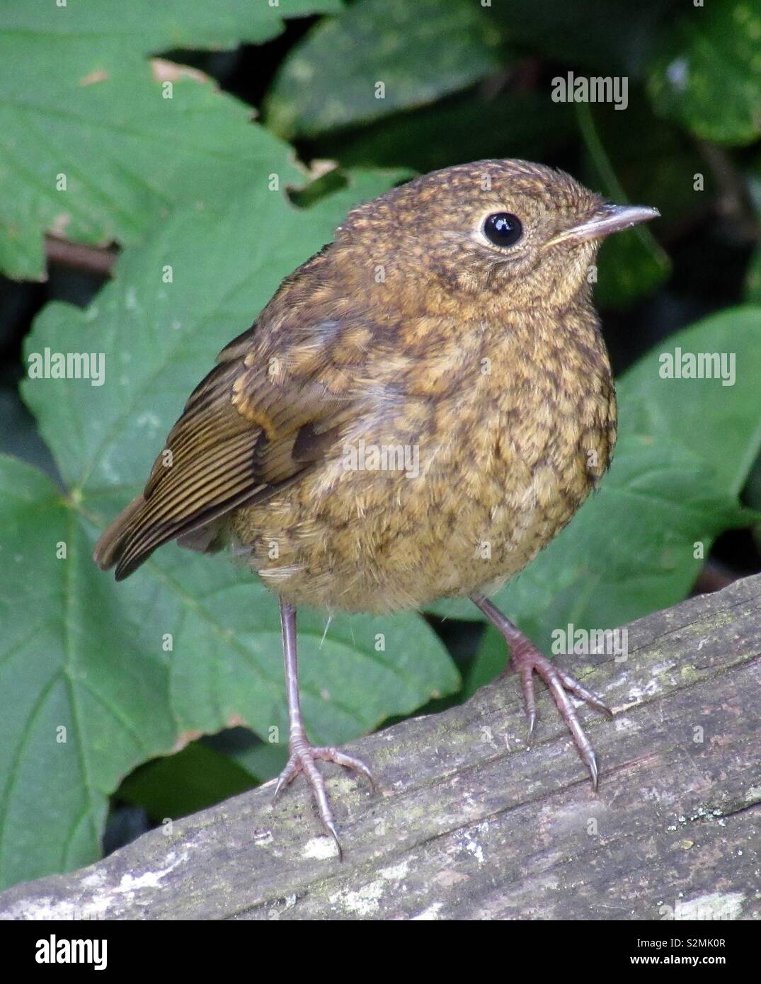 Baby robin hi-res stock photography and images - Alamy