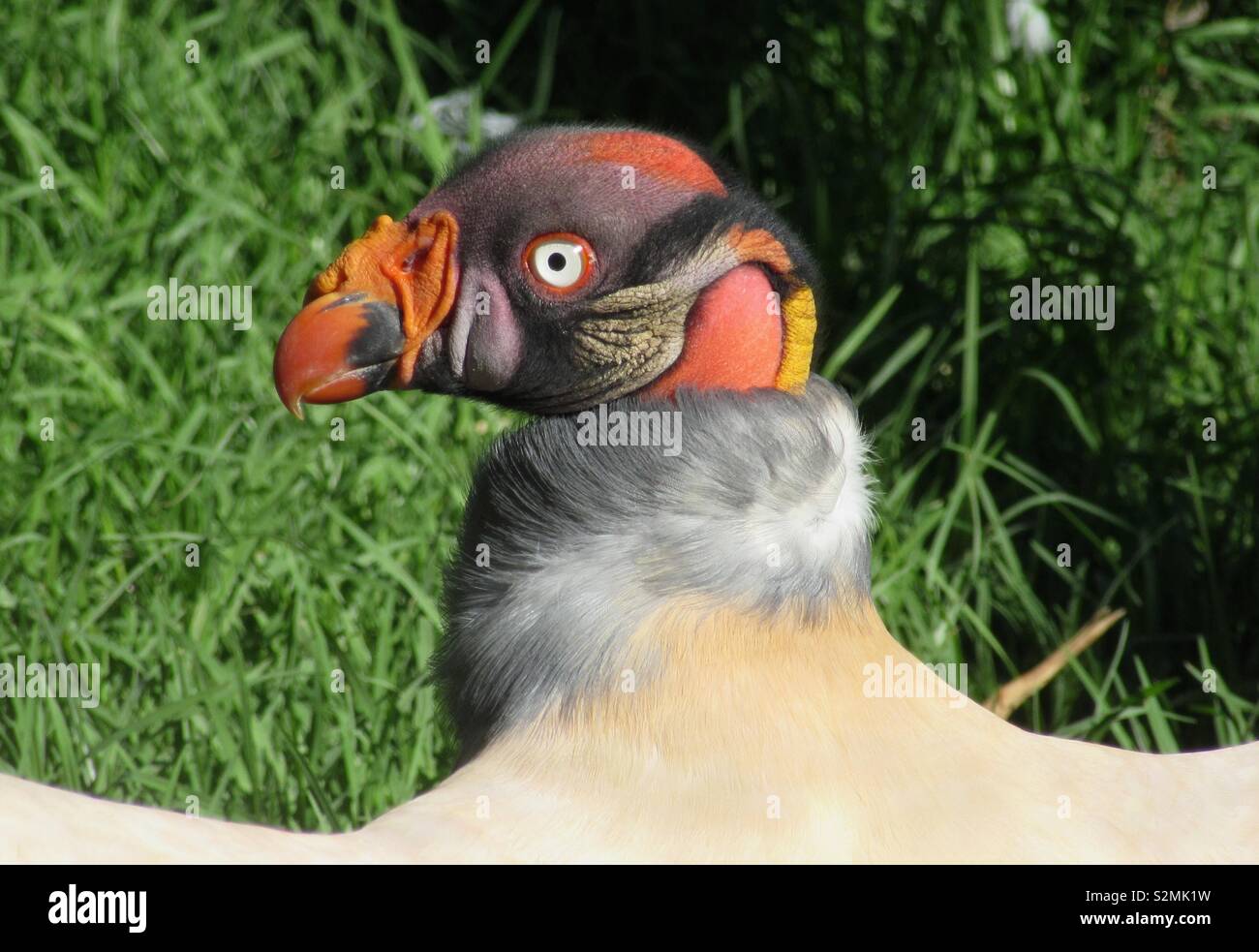 Beautiful vulture hi-res stock photography and images - Alamy