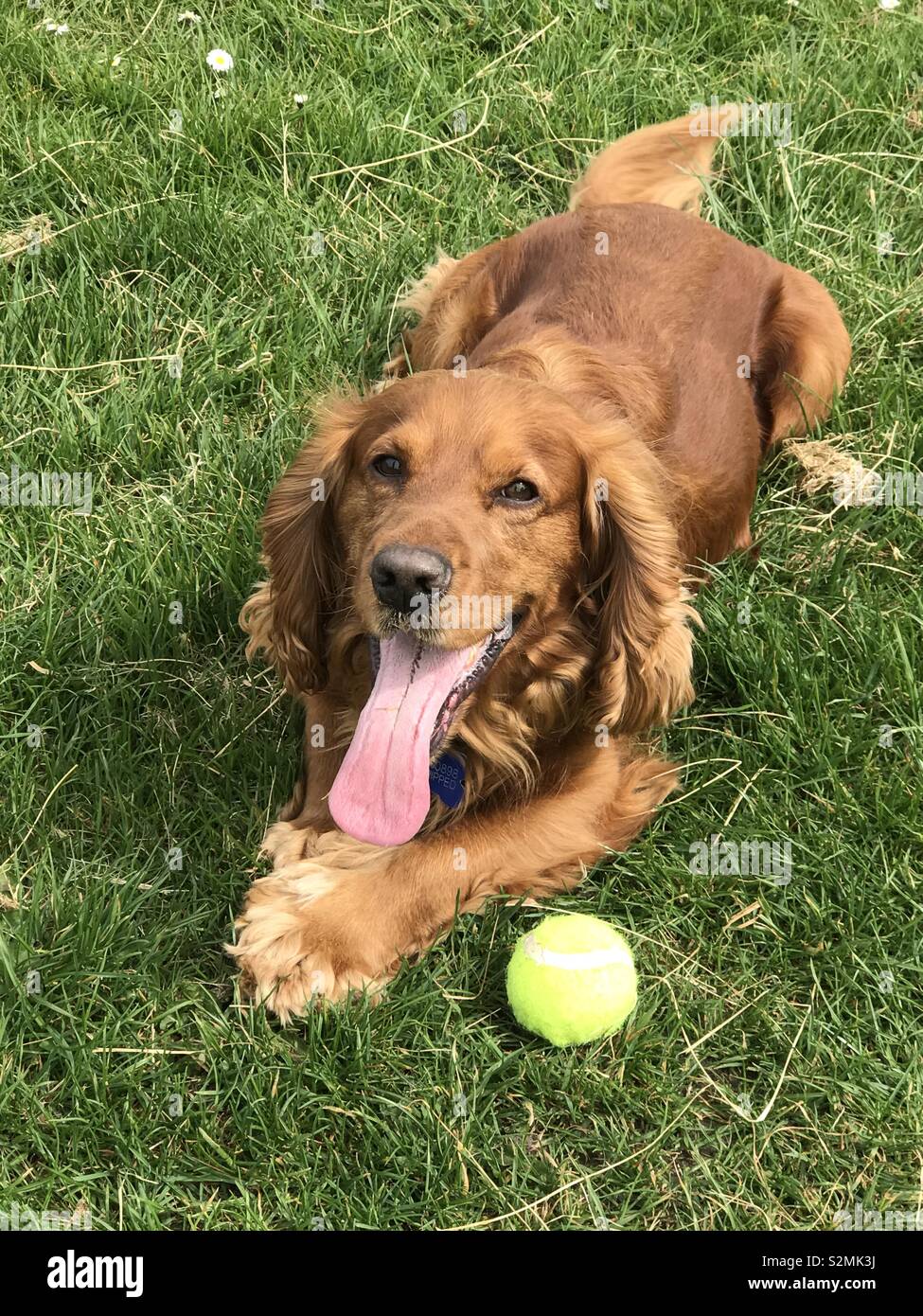 Golden Cocker High Resolution Stock Photography and Images - Alamy