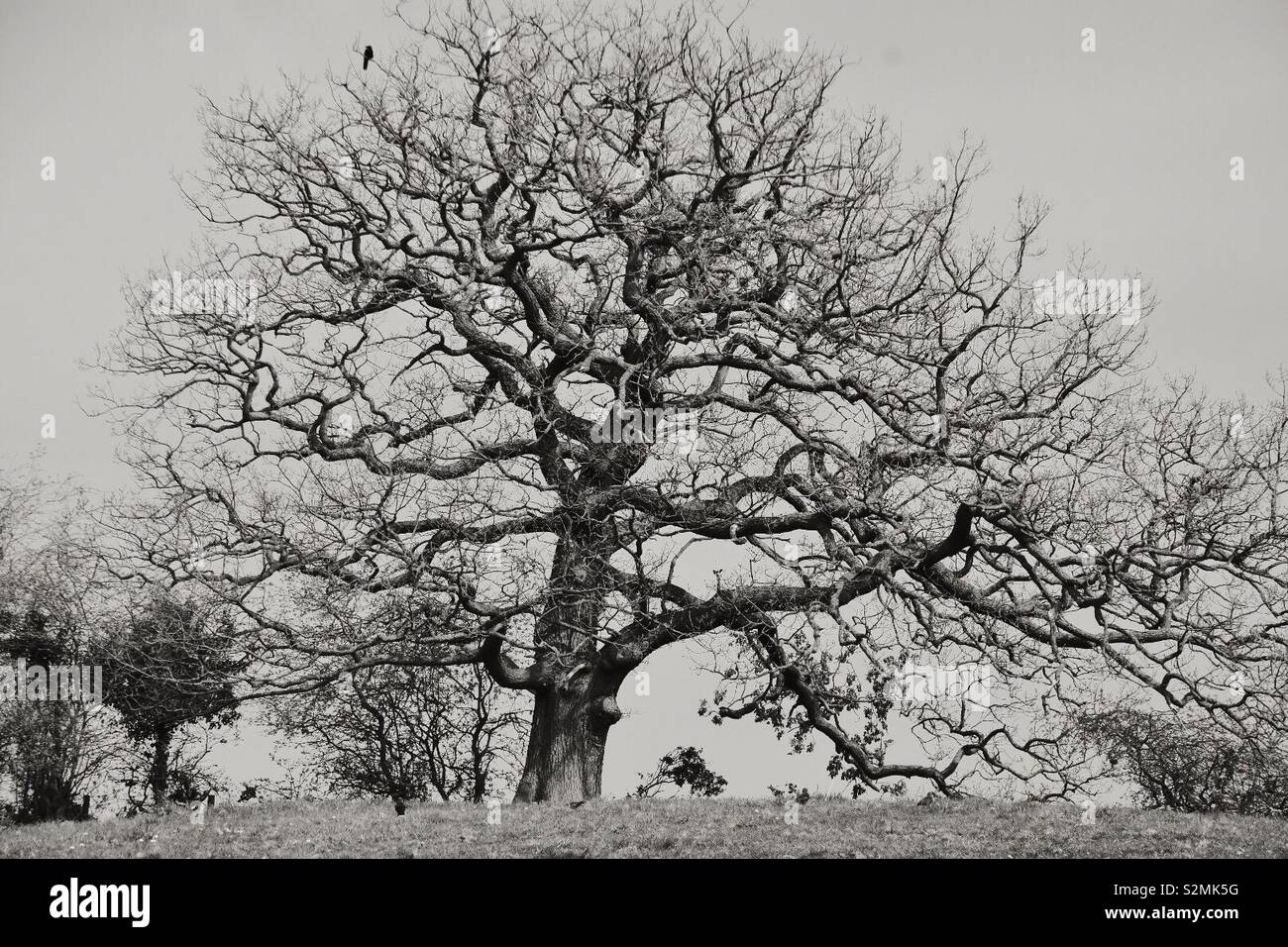Oak, Blackhall Mill, Tyne and Wear Stock Photo - Alamy