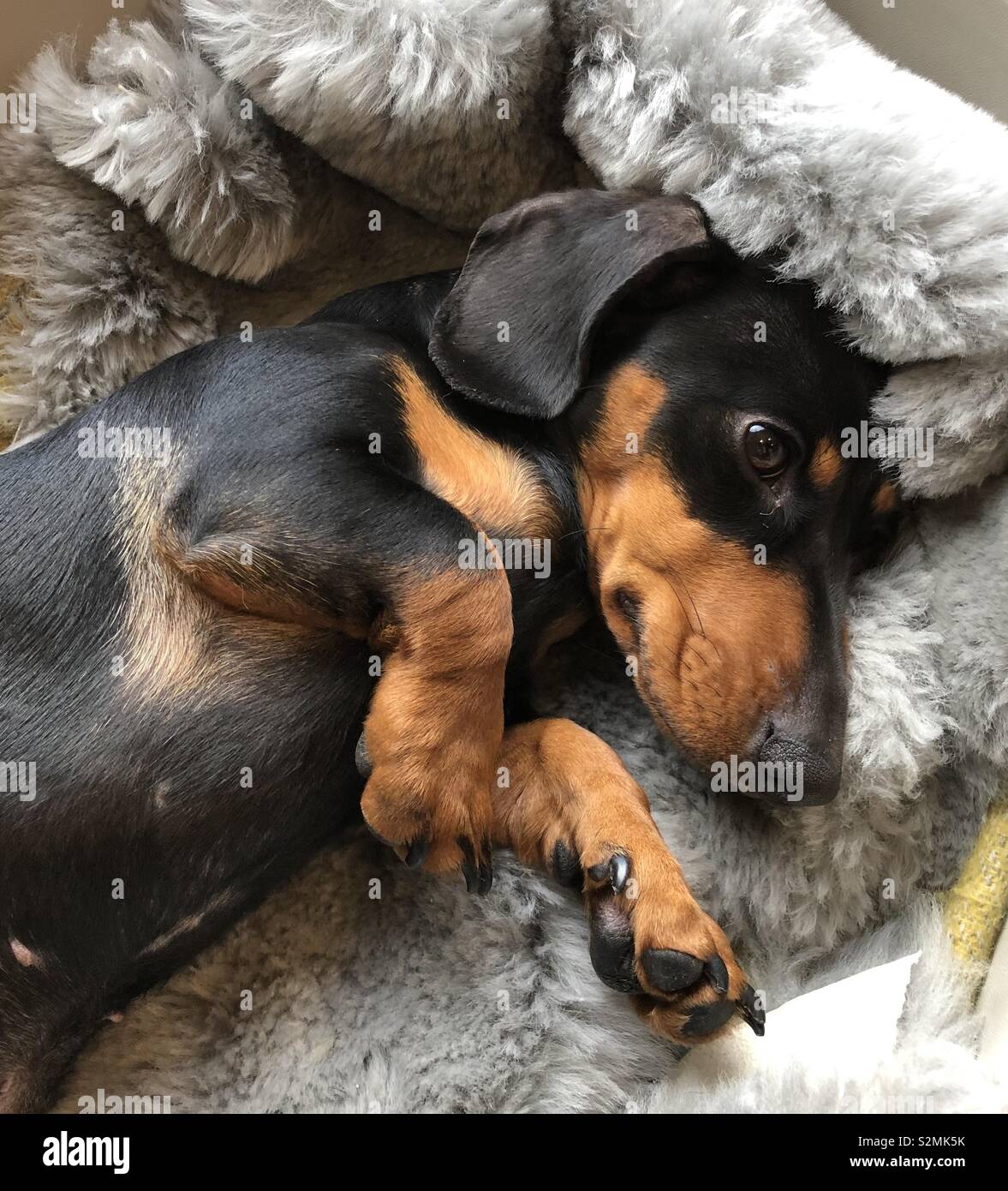 Dachshund day hi-res stock photography and images - Alamy