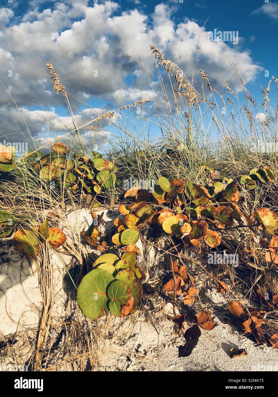 Beach and plants hi-res stock photography and images - Alamy