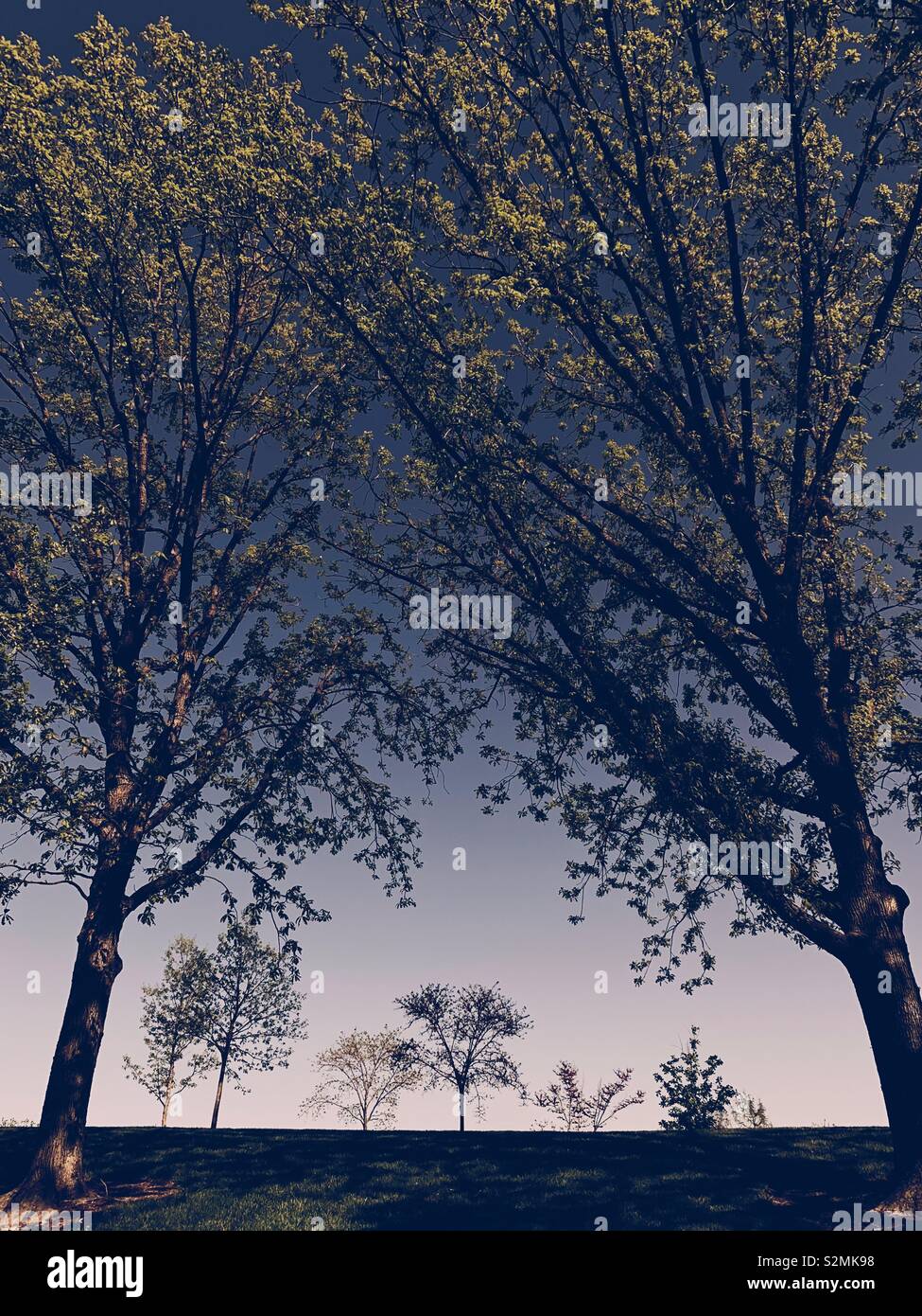 Spring leaves on trees Stock Photo - Alamy