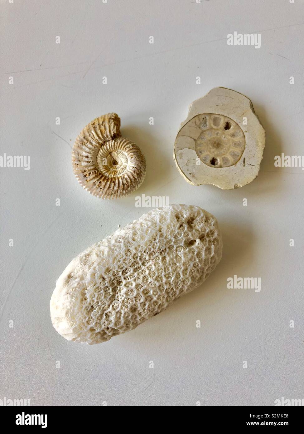 Fossils and artifacts hi-res stock photography and images - Alamy