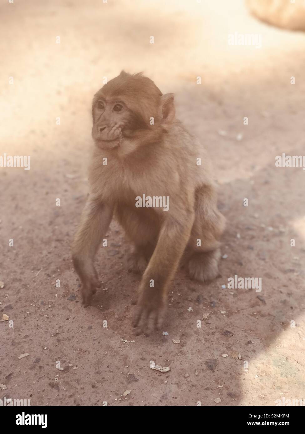 Marrakesh monkey hi-res stock photography and images - Alamy