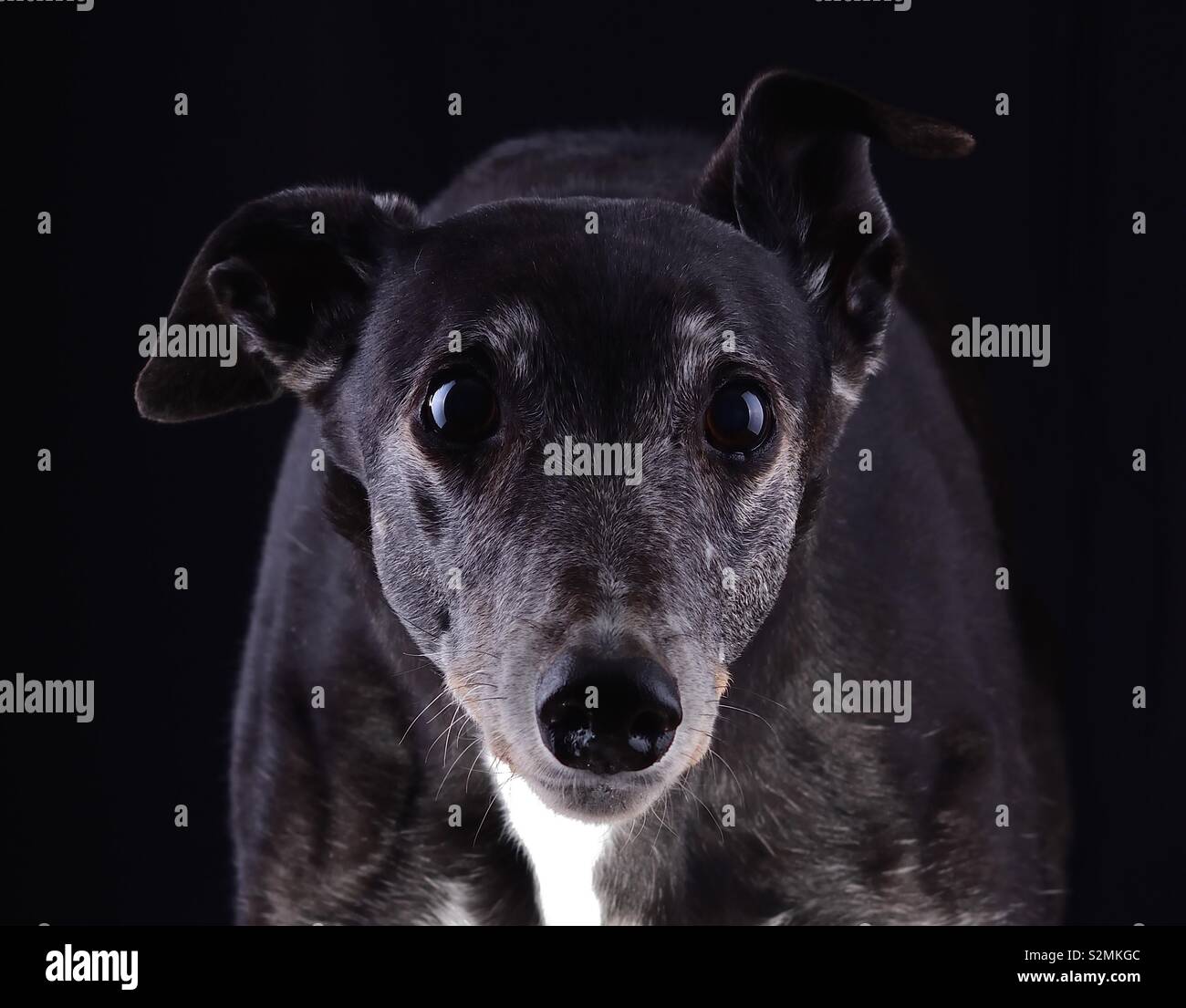 Black greyhound hi-res stock photography and images - Alamy