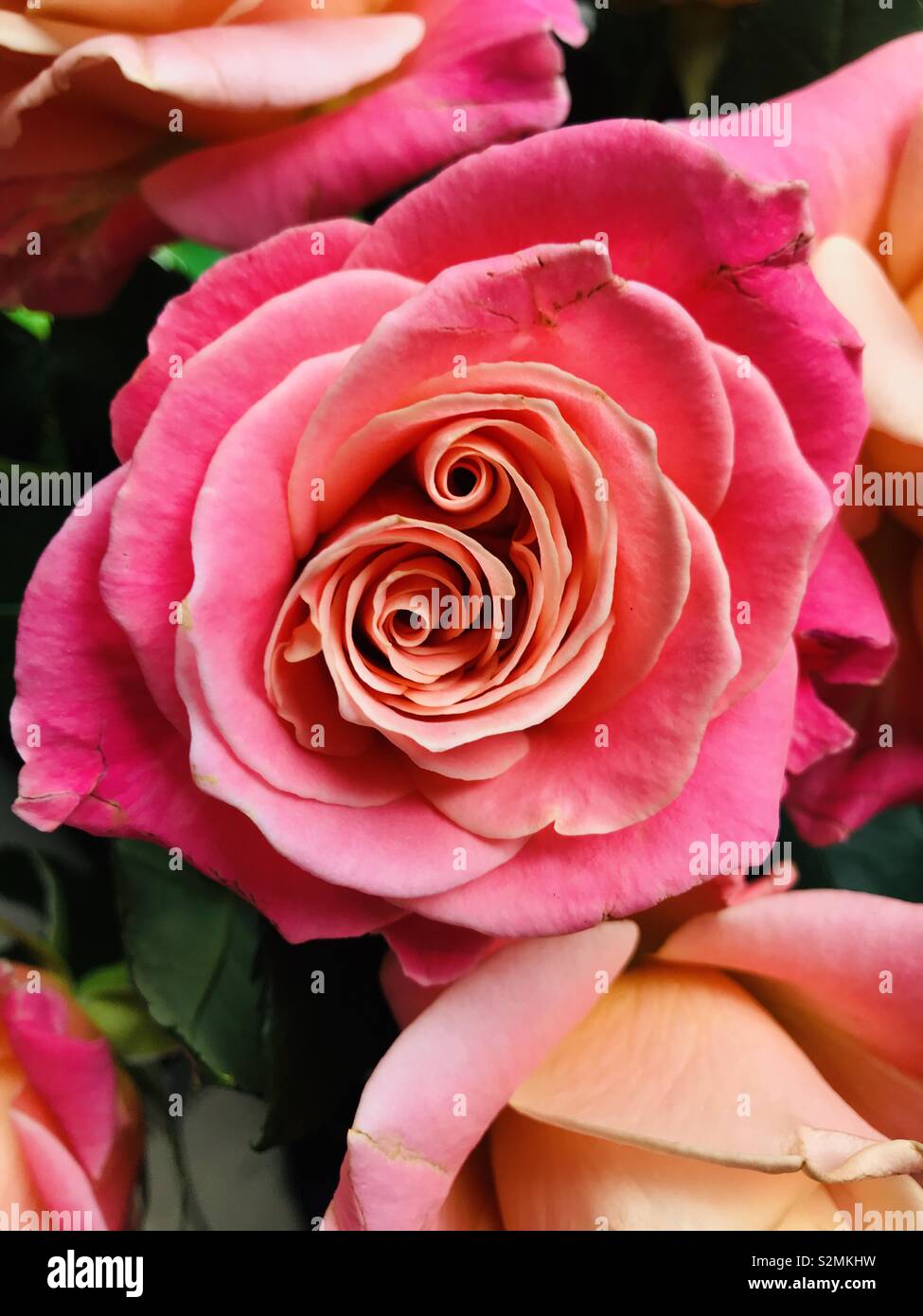 Unique pink rose. Heart shape centre Stock Photo - Alamy
