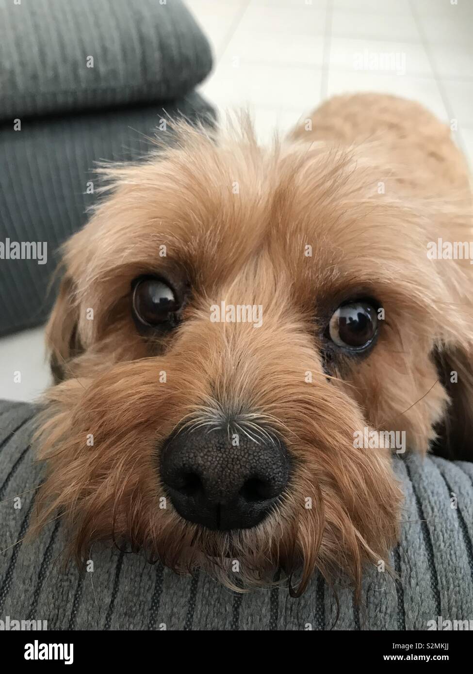Dog pleading eyes hi-res stock photography and images - Alamy