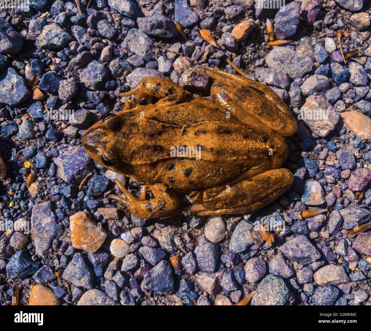 Frog toad orange copper coloured with matching coloured gravel stones ...