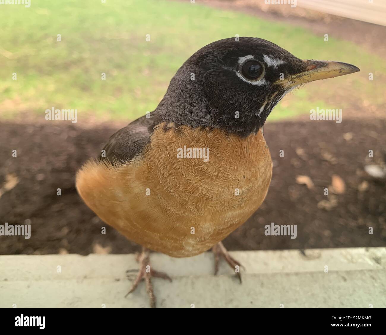 Rockin robin hi-res stock photography and images - Alamy