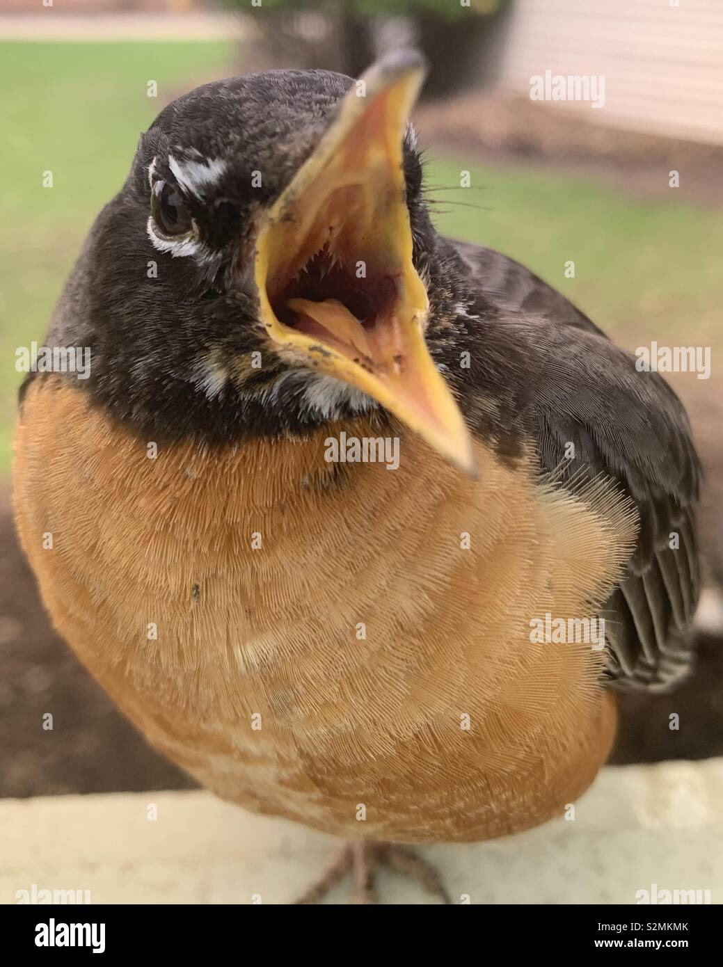 Angry robin hi-res stock photography and images - Alamy