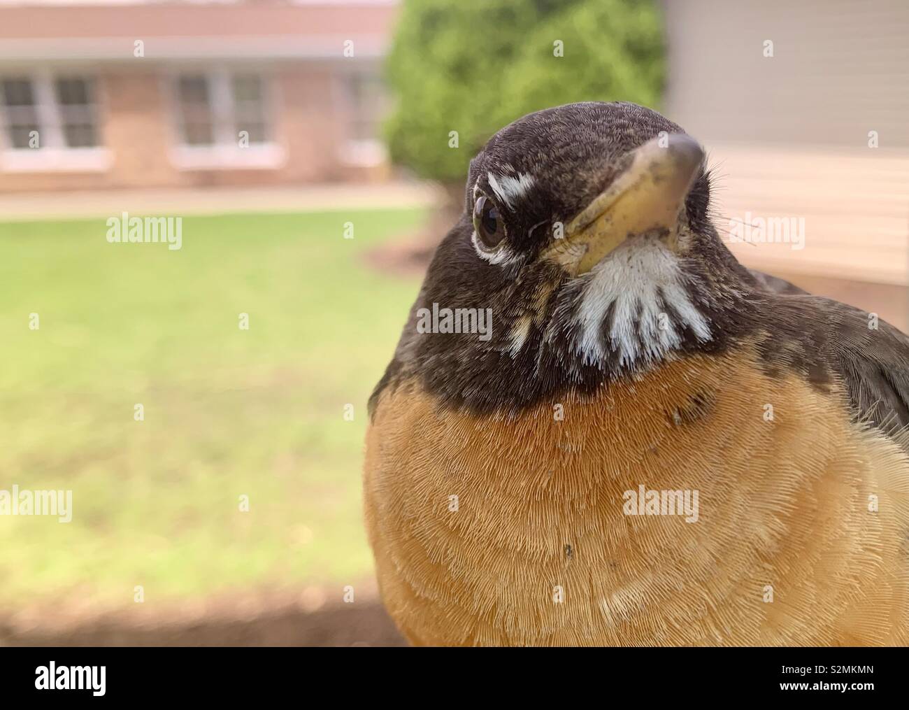 Angry Robin Bird High Resolution Stock Photography and Images - Alamy