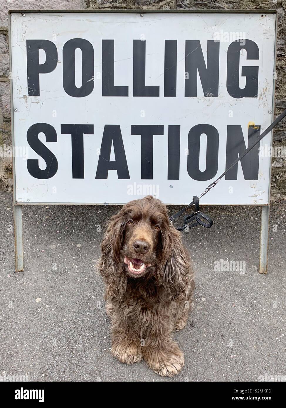 Dog at polling station hi-res stock photography and images - Alamy