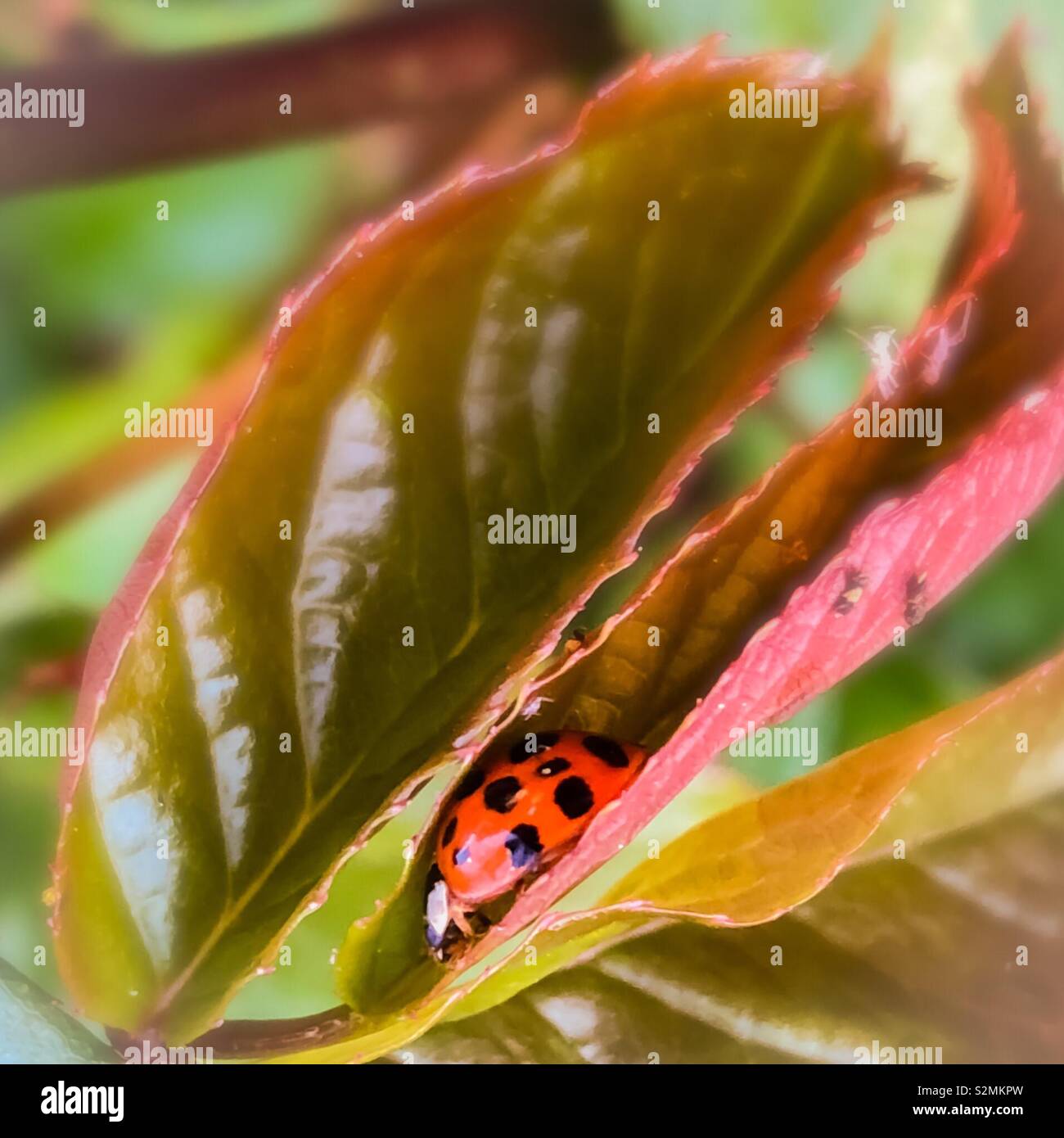 Ladybug Hiding High Resolution Stock Photography and Images - Alamy