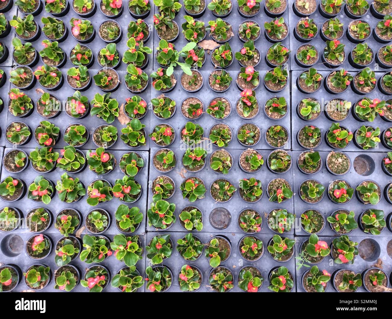 Plastic cell packs hi-res stock photography and images - Alamy