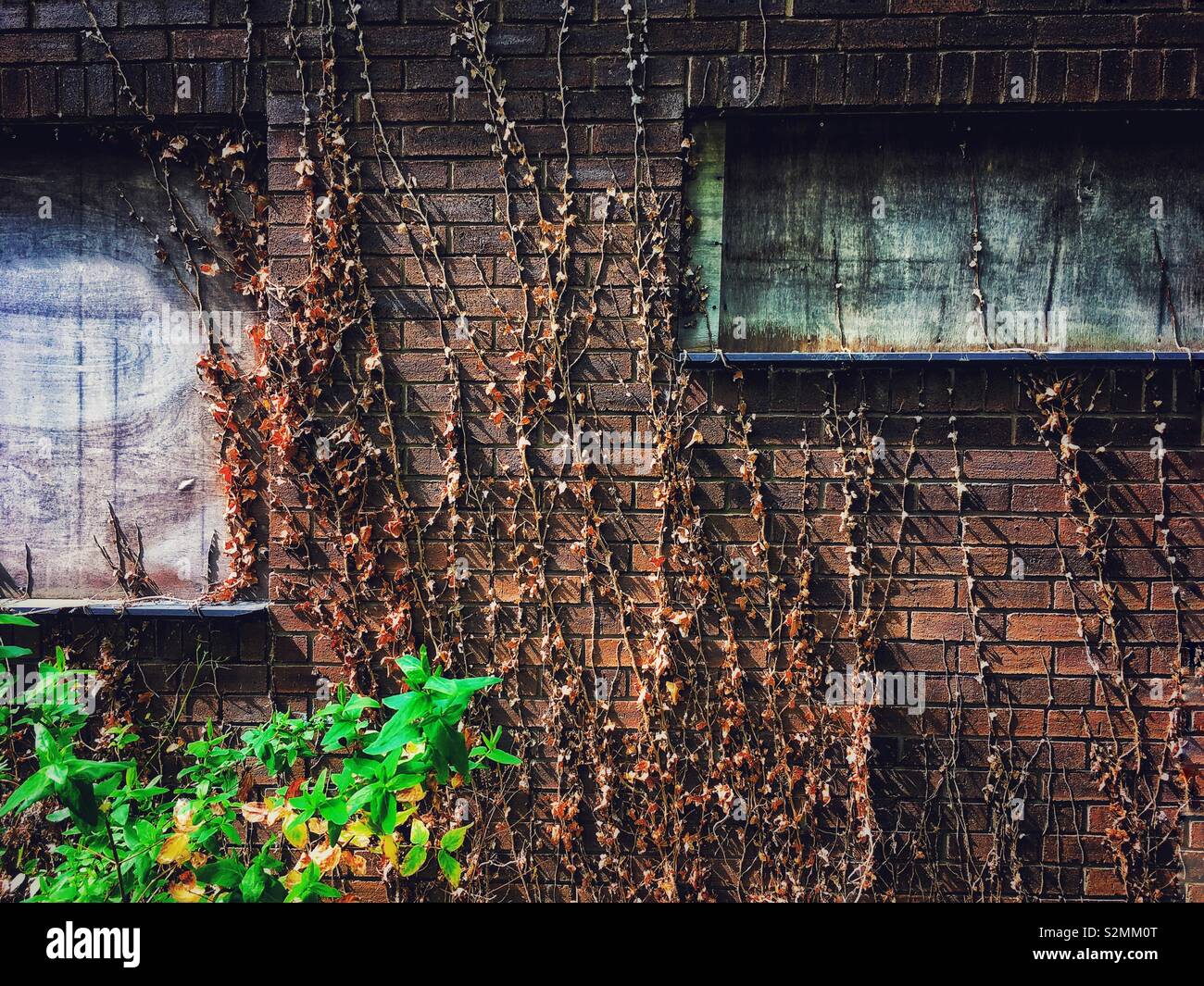 Overgrown property hi-res stock photography and images - Alamy