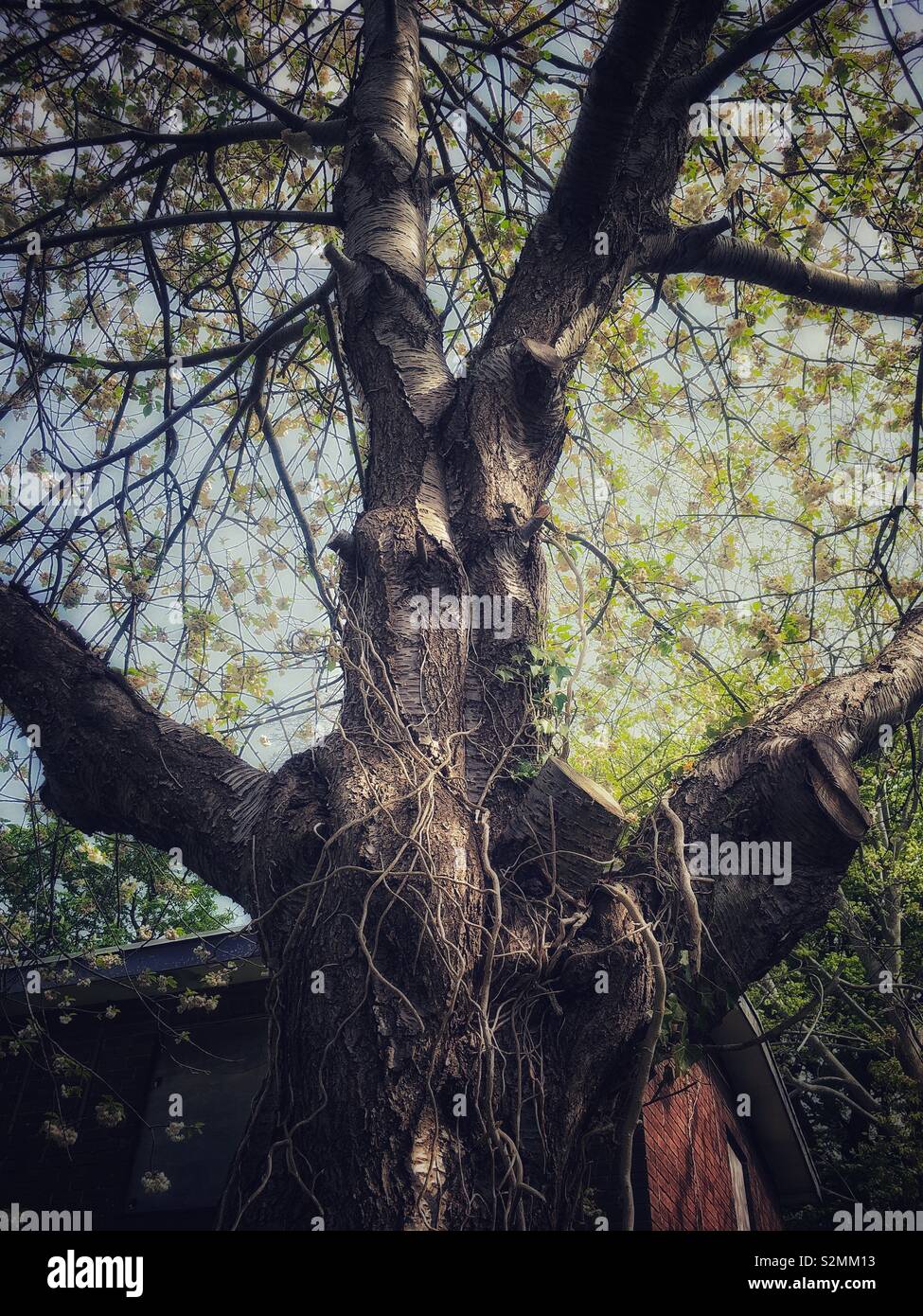 Enchanted tree hi-res stock photography and images - Alamy