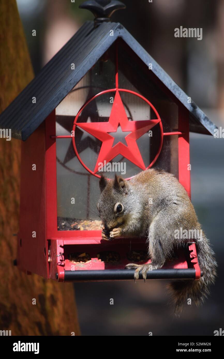 Rascally hi-res stock photography and images - Alamy