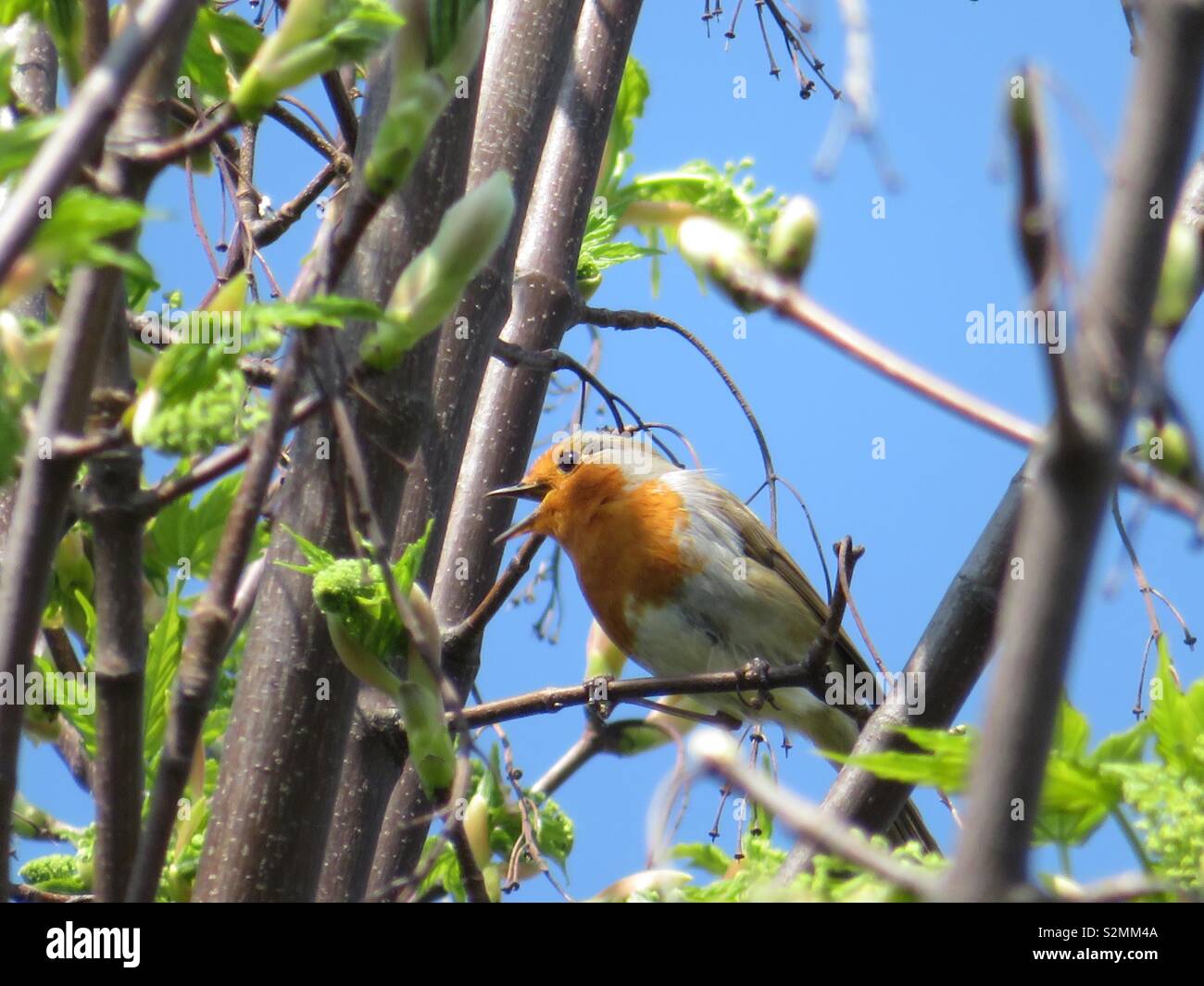 Chirping robin hi-res stock photography and images - Alamy