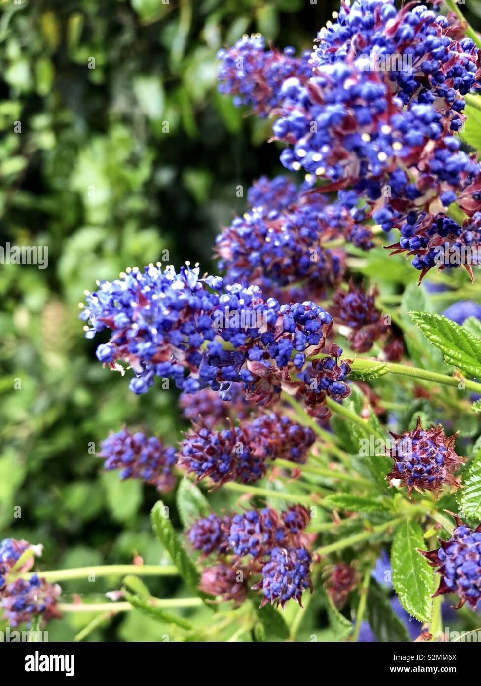 Blue and purple flower hi-res stock photography and images - Alamy