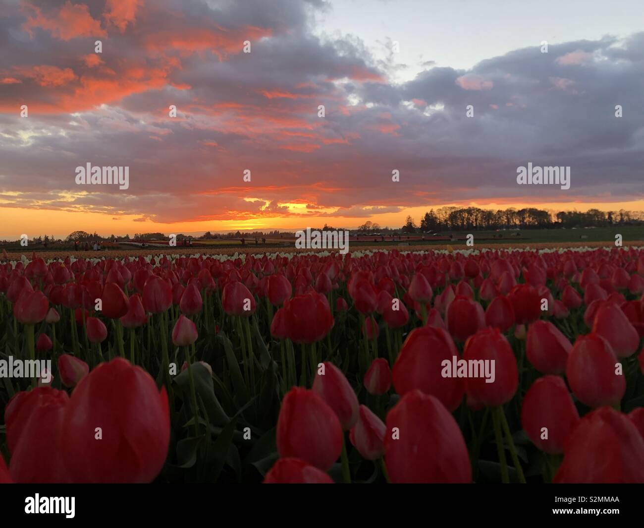 Tulip field at sunset hi-res stock photography and images - Alamy