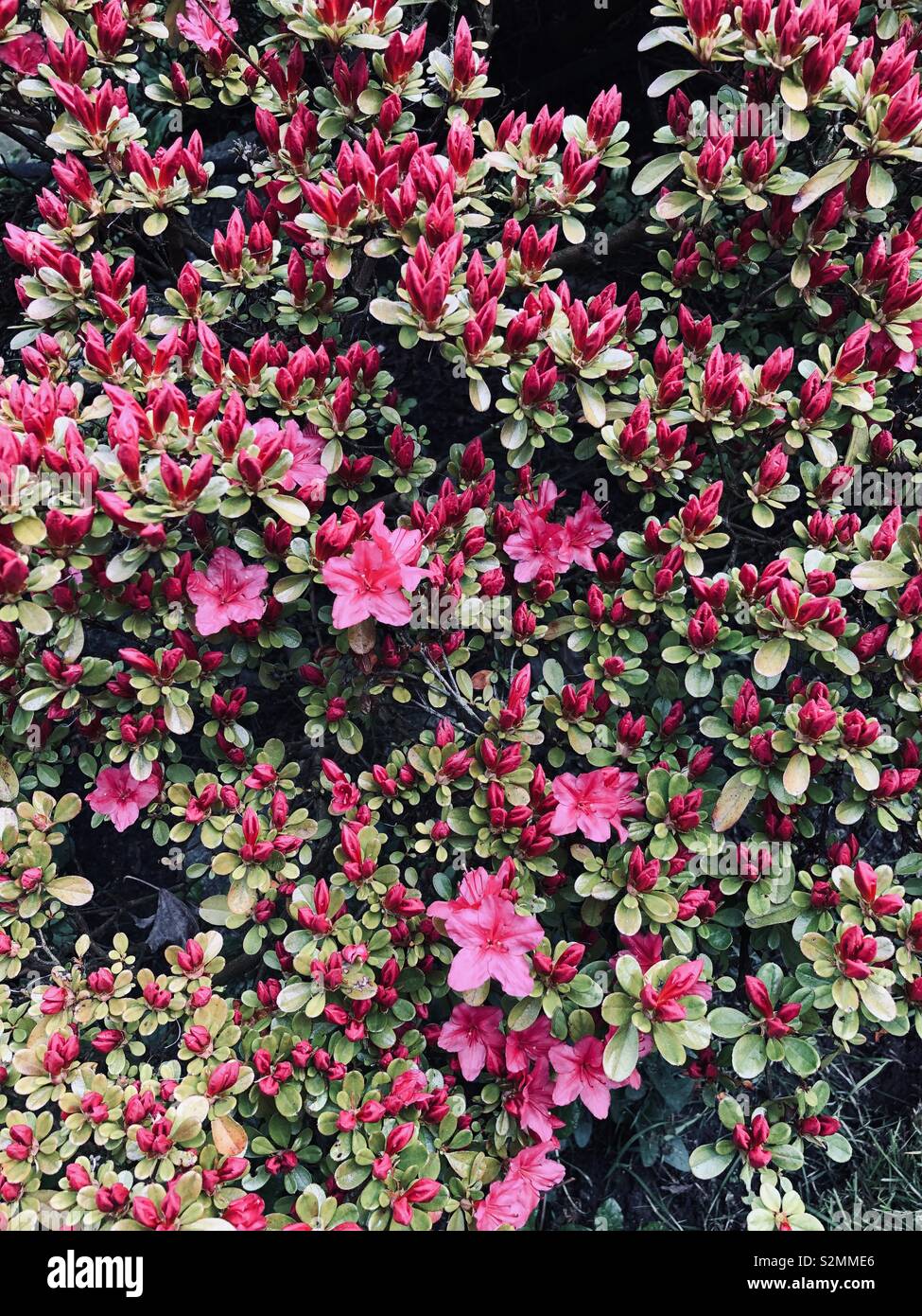 Pink smile hi-res stock photography and images - Alamy