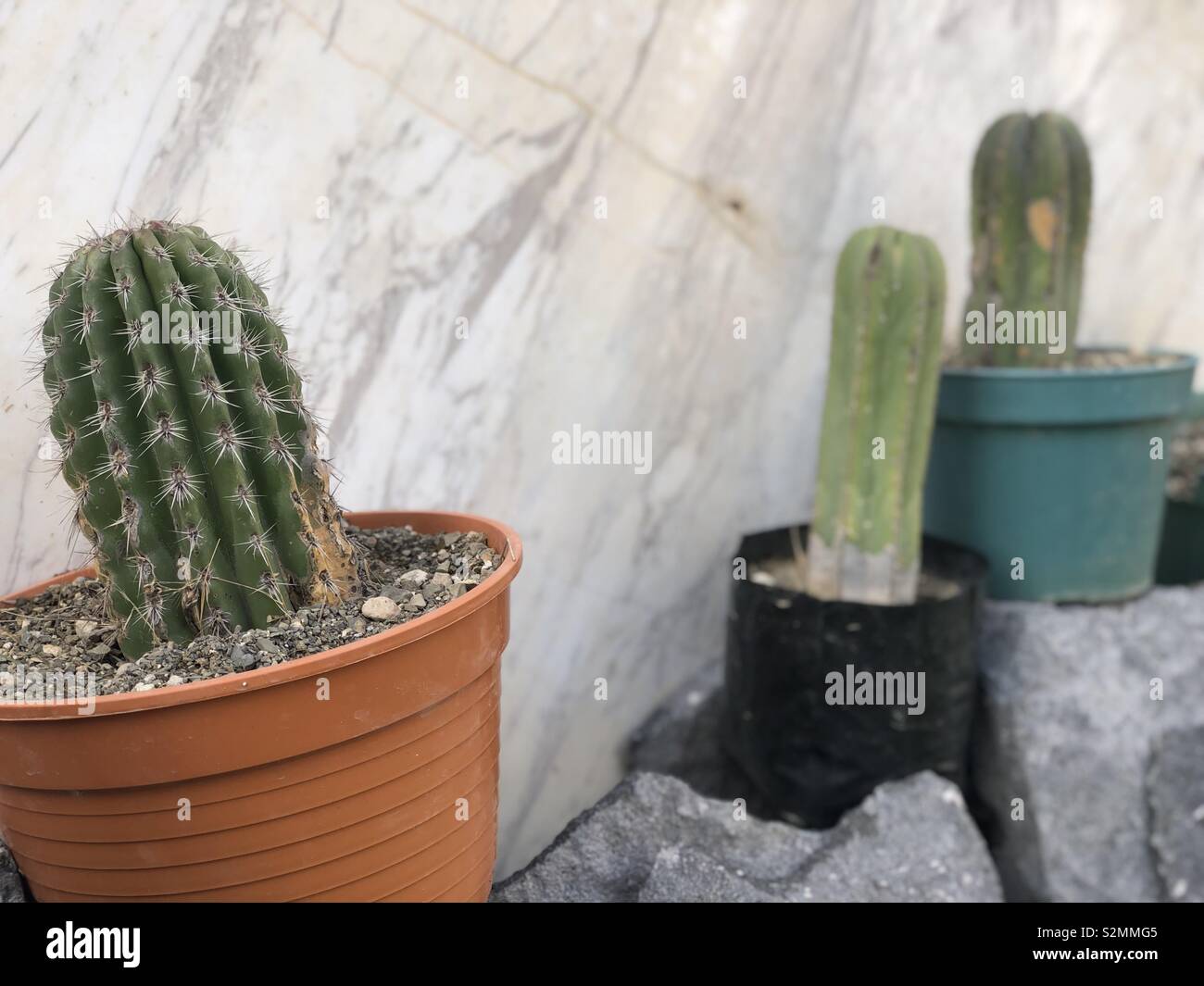 Alone cactus with two Stock Photo - Alamy