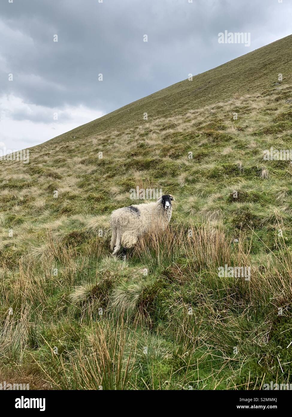 Herdy sheep hi-res stock photography and images - Alamy