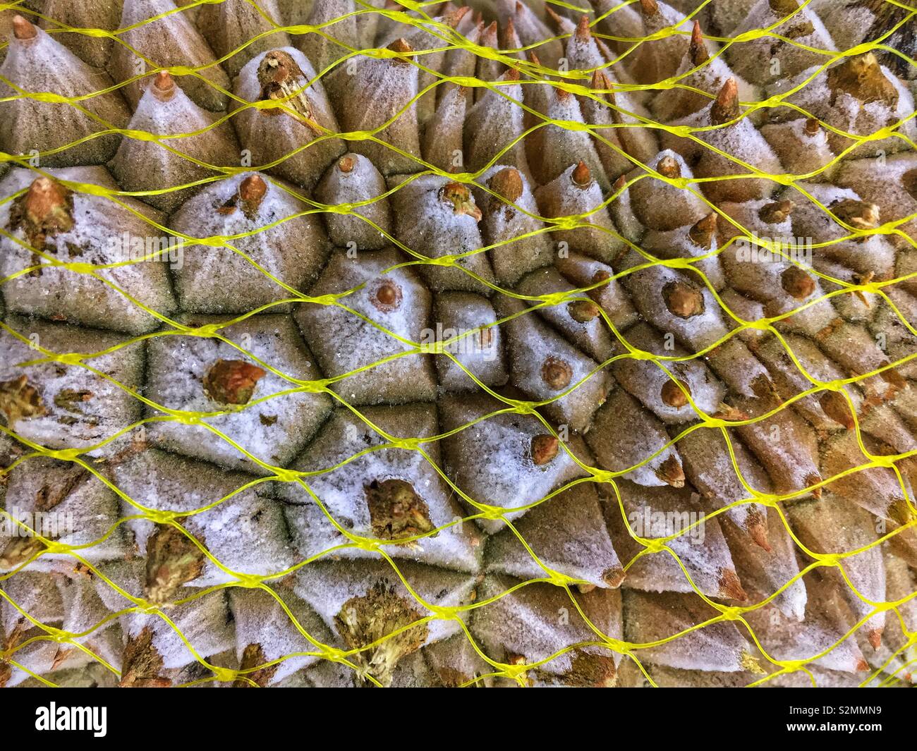 Ripe durian fruit frozen and covered with plastic netting Stock Photo ...