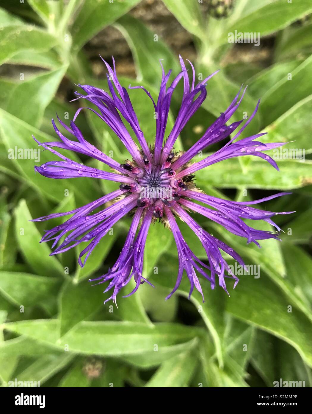 Spring knapweed hi-res stock photography and images - Alamy